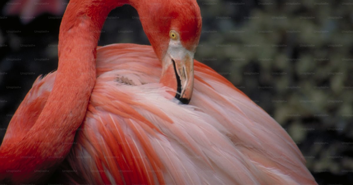 黒い背景を持つピンクのフラミンゴのクローズアップの写真 フラミンゴ鳥 Unsplashの写真
