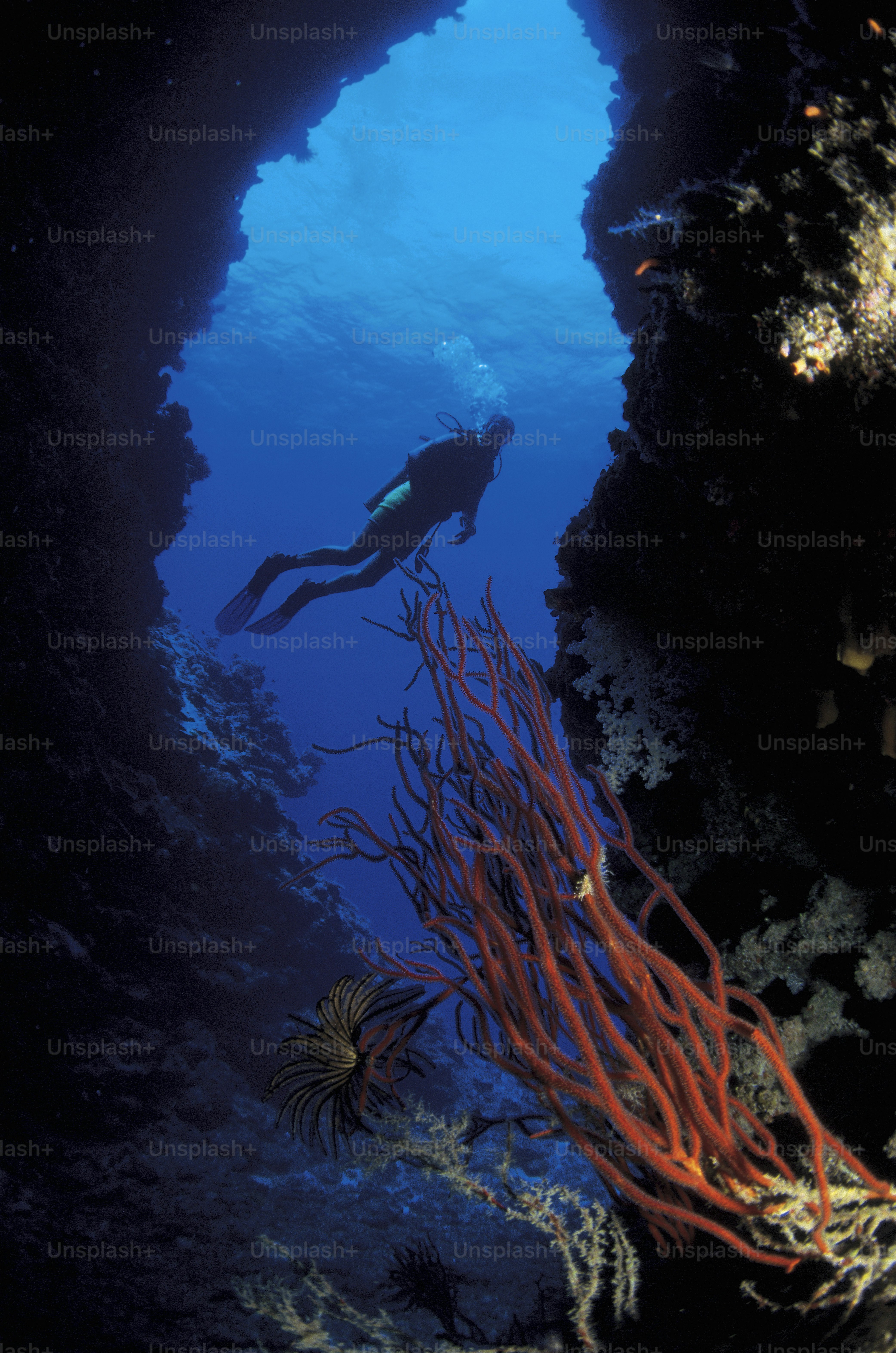 A person swimming in the ocean near a coral reef photo – Sea Image on ...