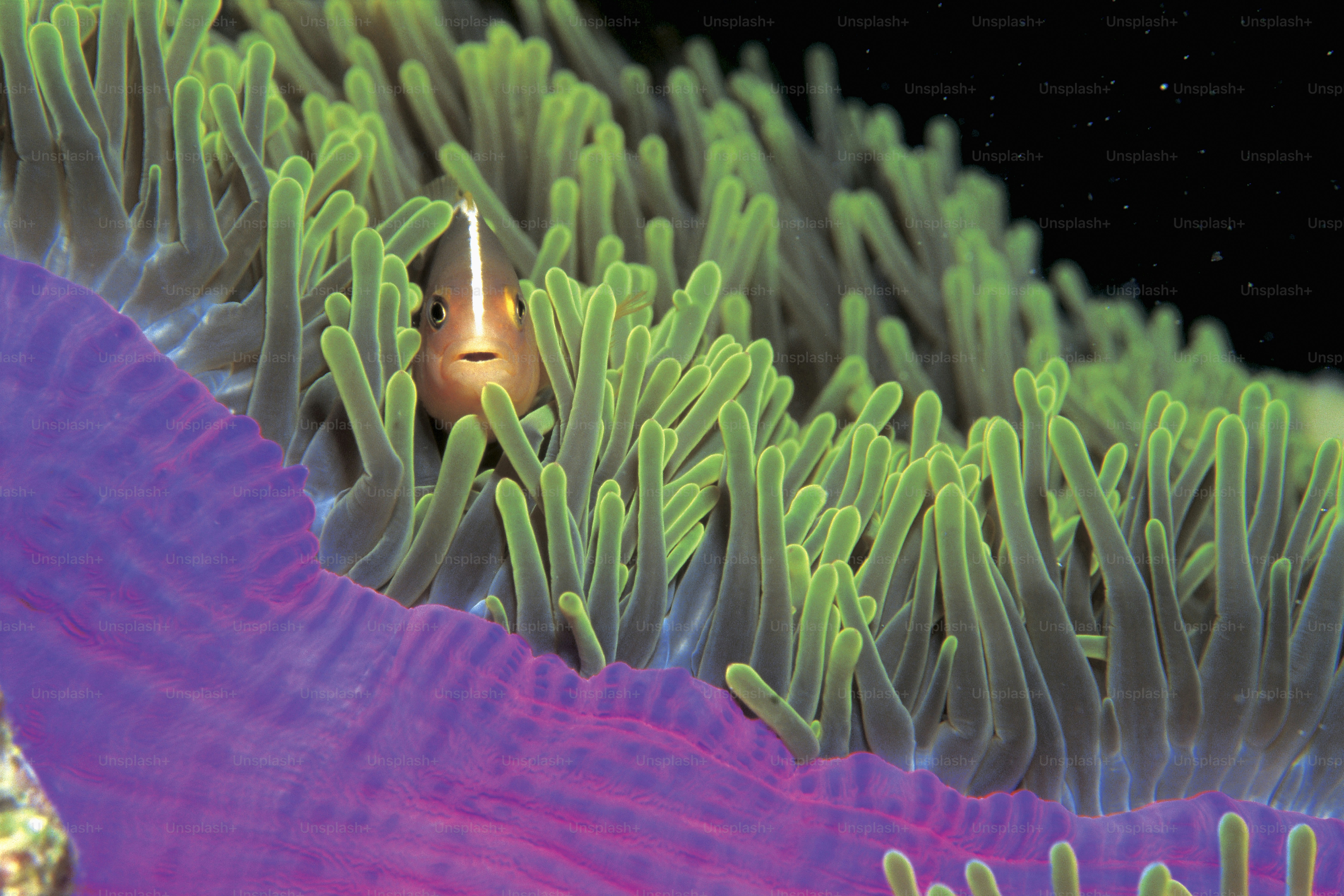 500+ Reef Pictures [HD] | Download Free Images on Unsplash