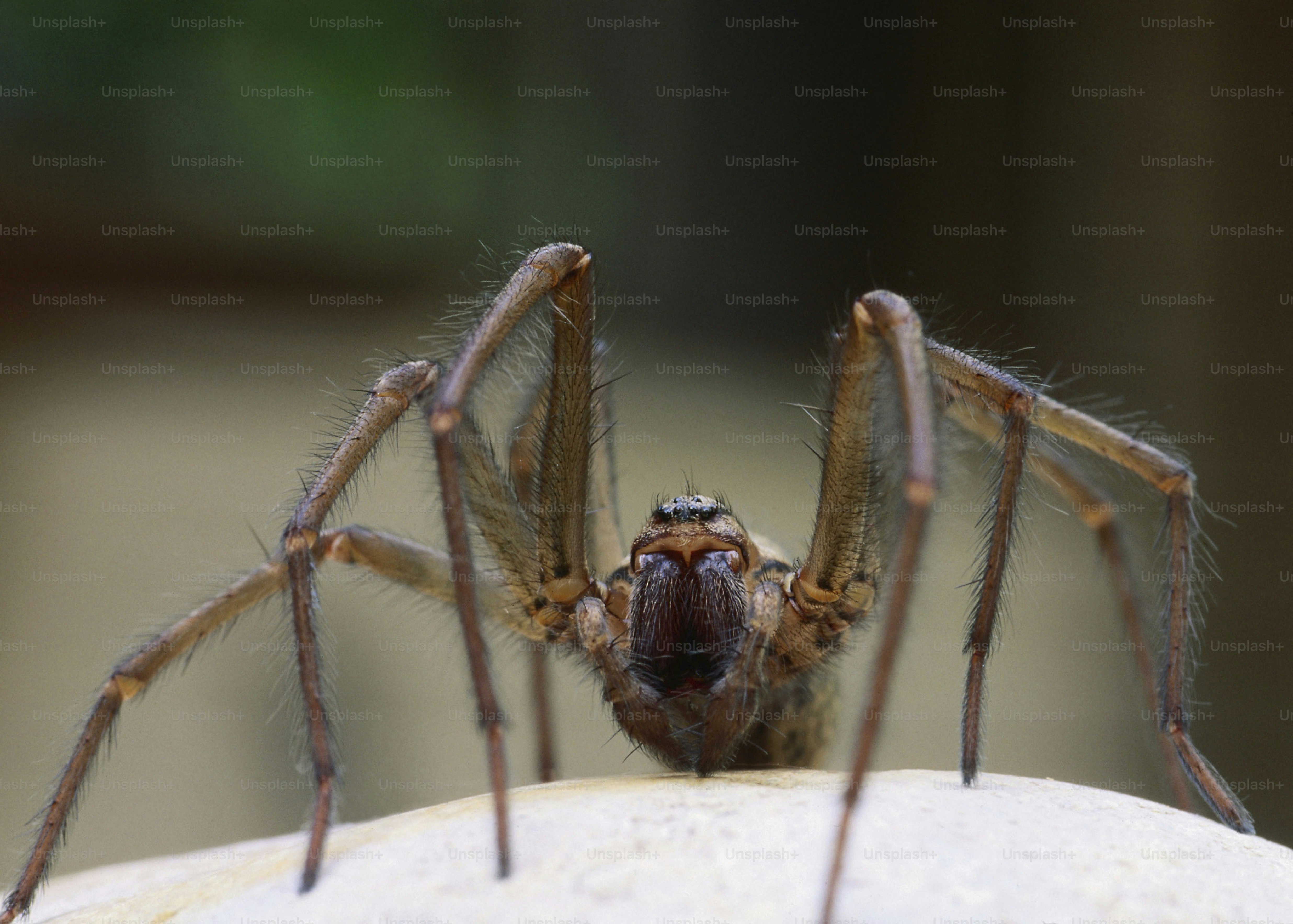 350+ [HQ] Spider Pictures | Download Free Images on Unsplash