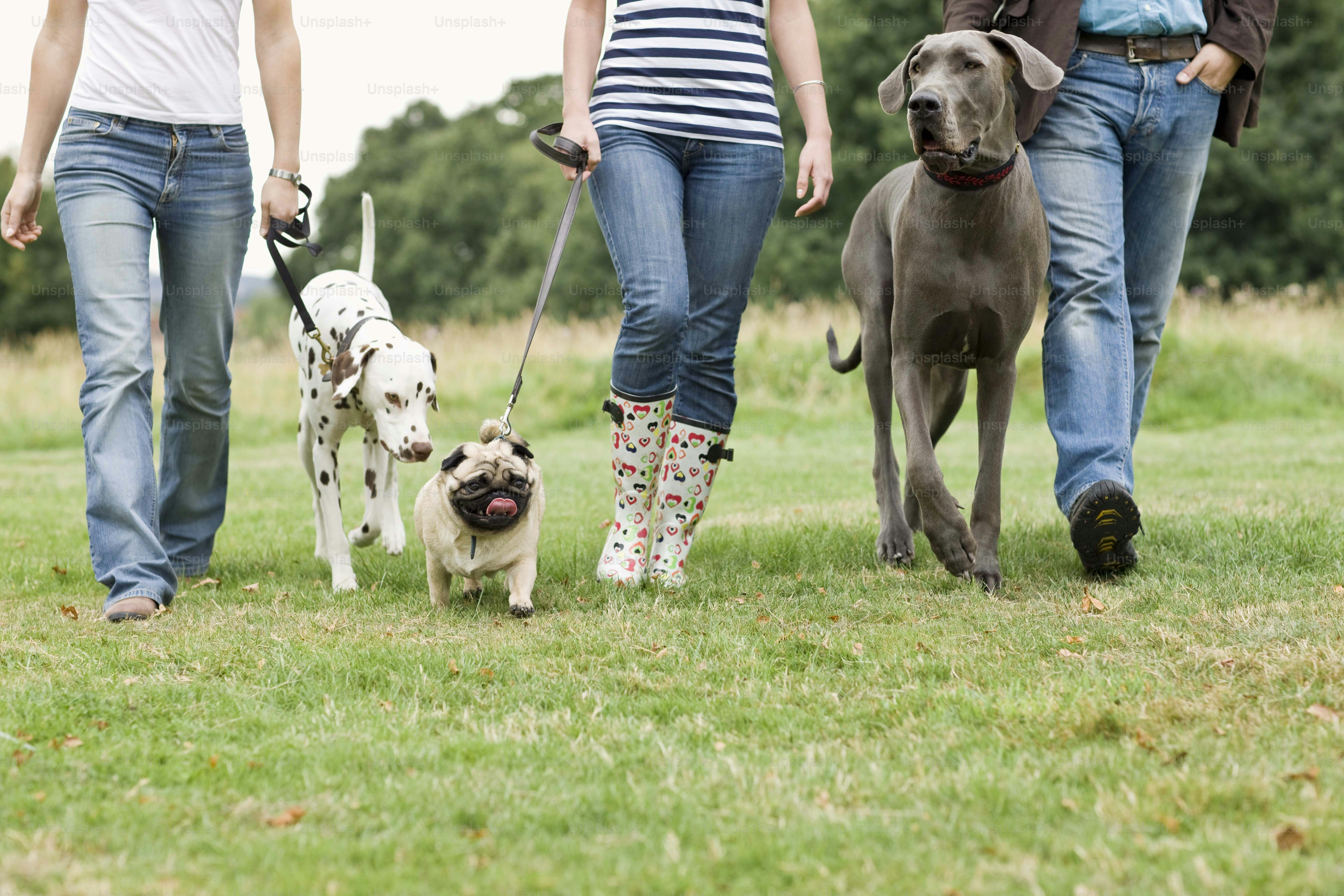 A group of people walking two dogs on a leash photo – Dog Image on Unsplash