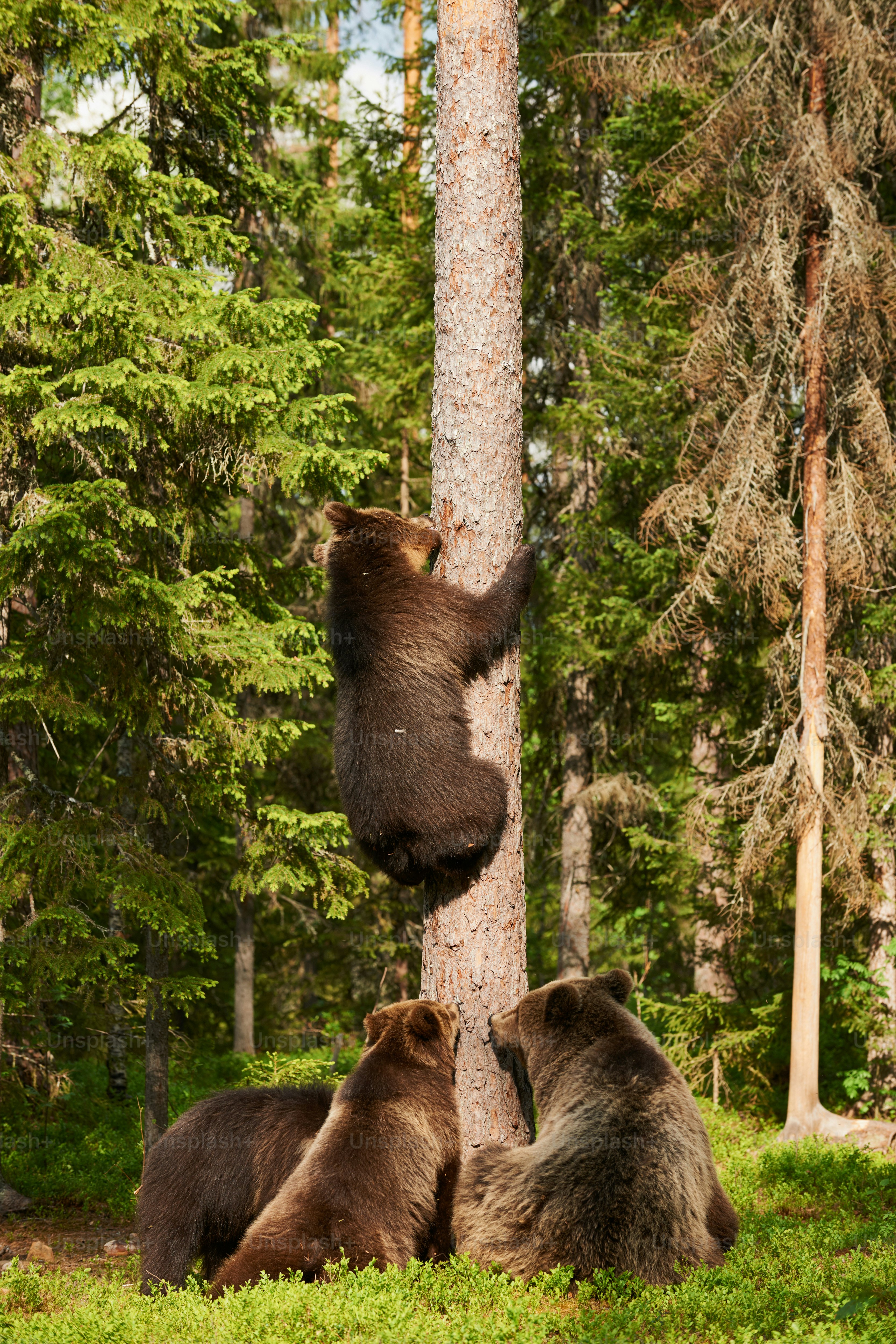 Mamma orsa protegge i suoi tre cuccioli nella taiga finlandese foto ...