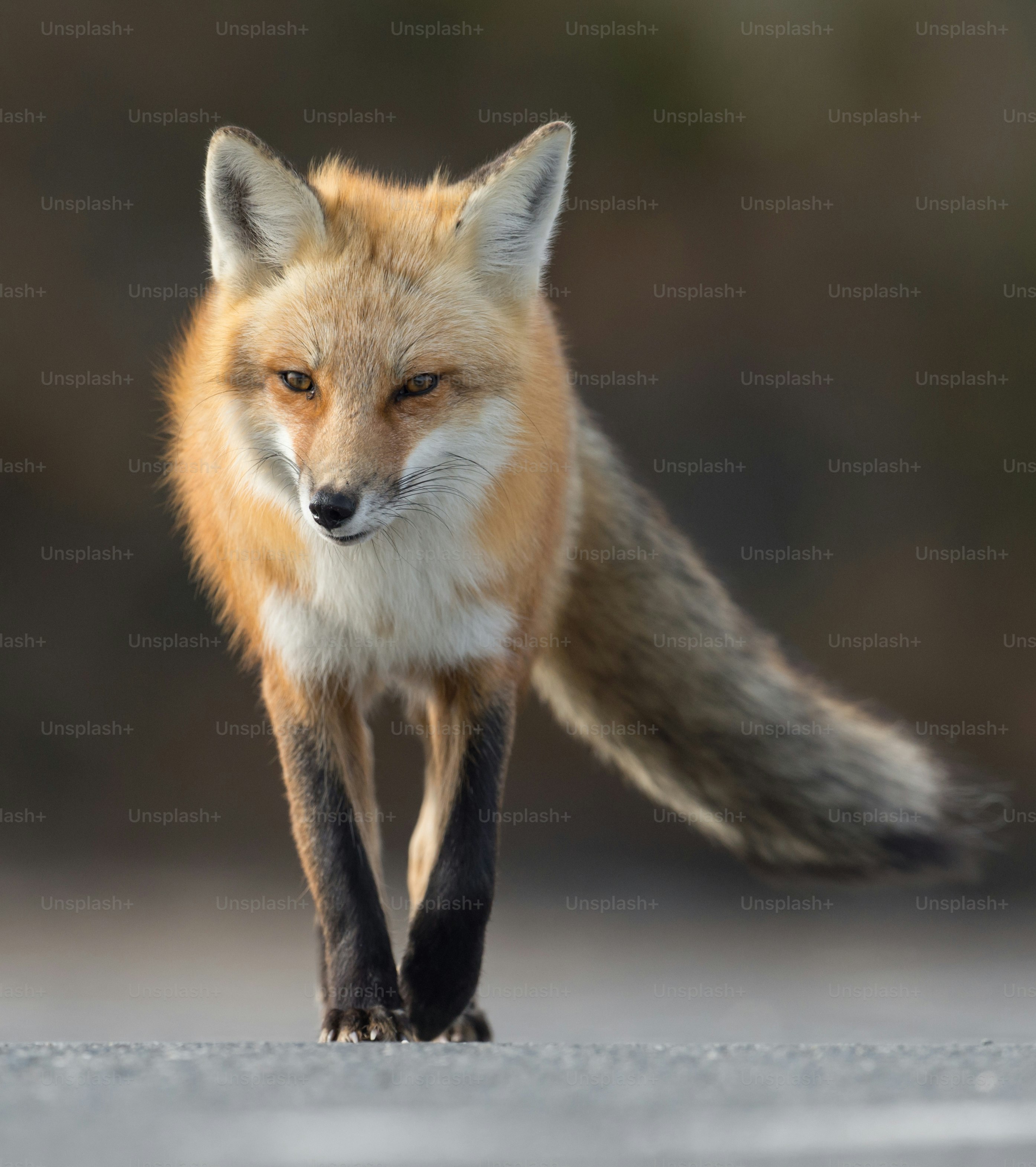A red fox in New Jersey photo – Cute fox Image on Unsplash