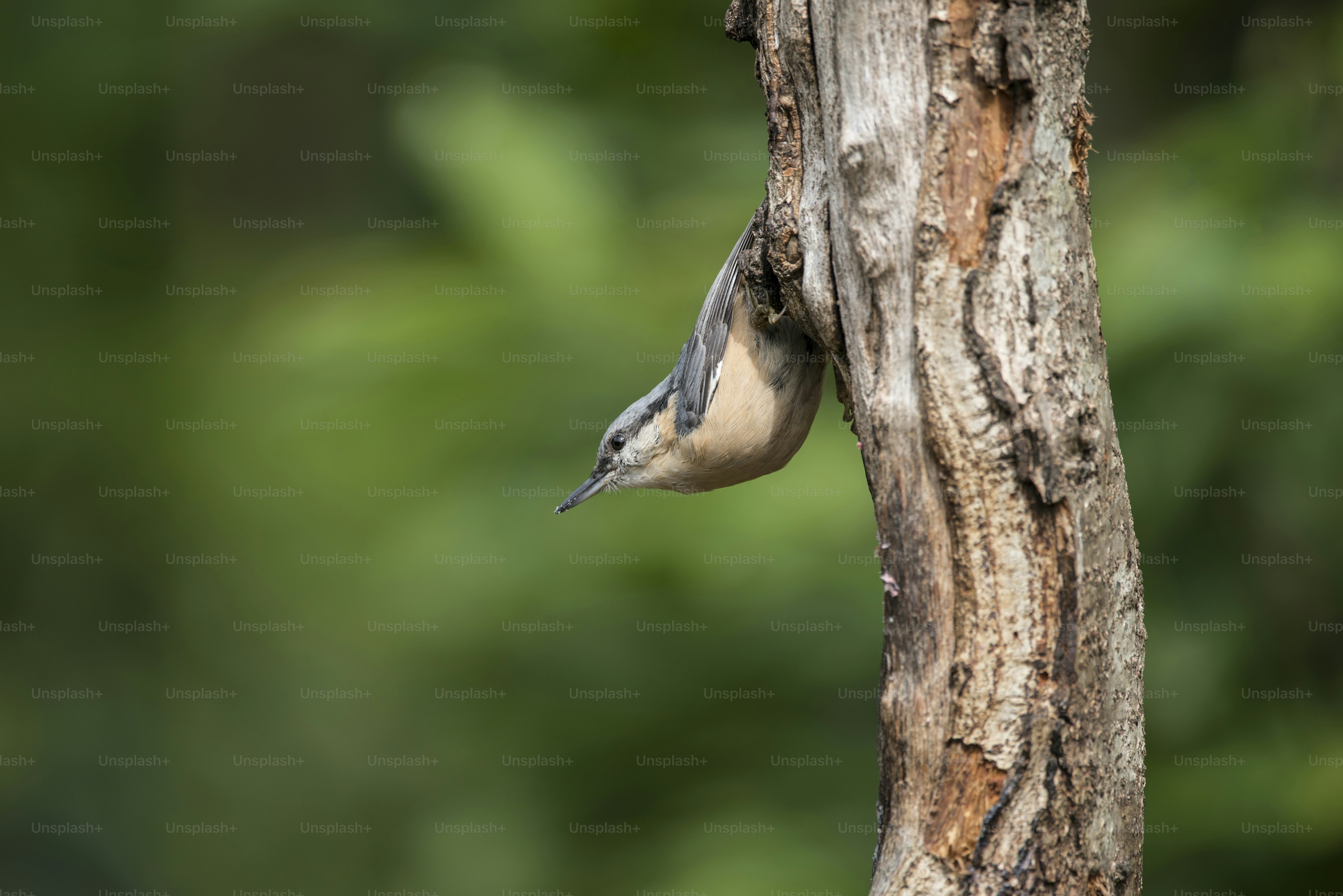 Beautiful Nuthatch bird Sitta Sittidae on tree stump in woodland ...
