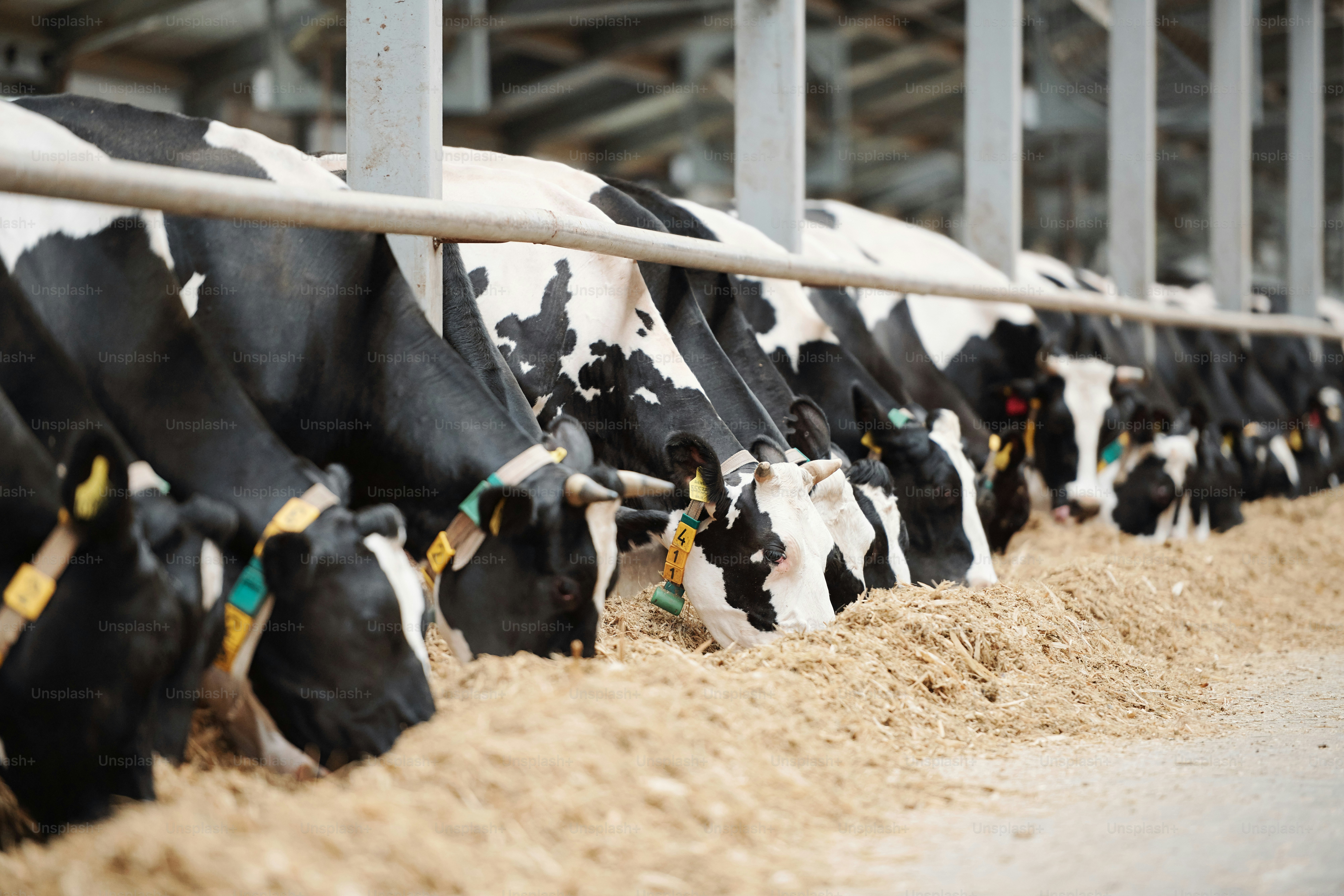 Row of several milk cows muzzles looking at you while standing by fence ...