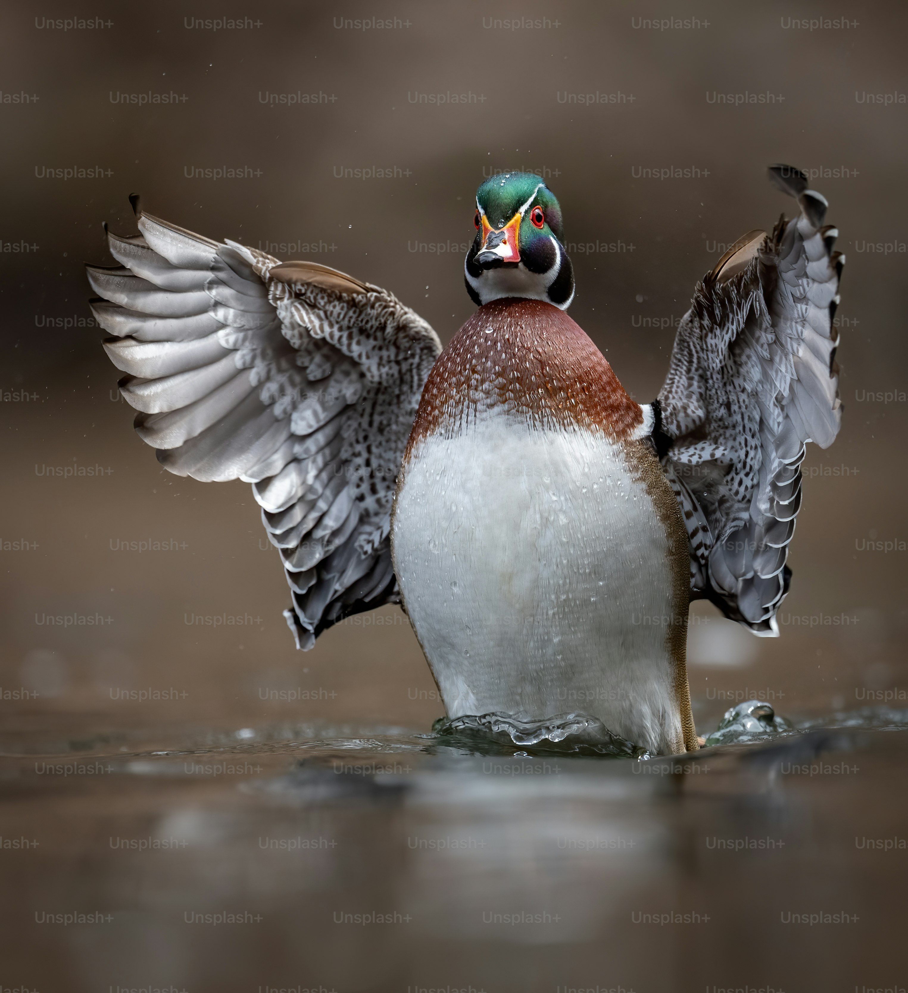 Male Wood Duck Mounts