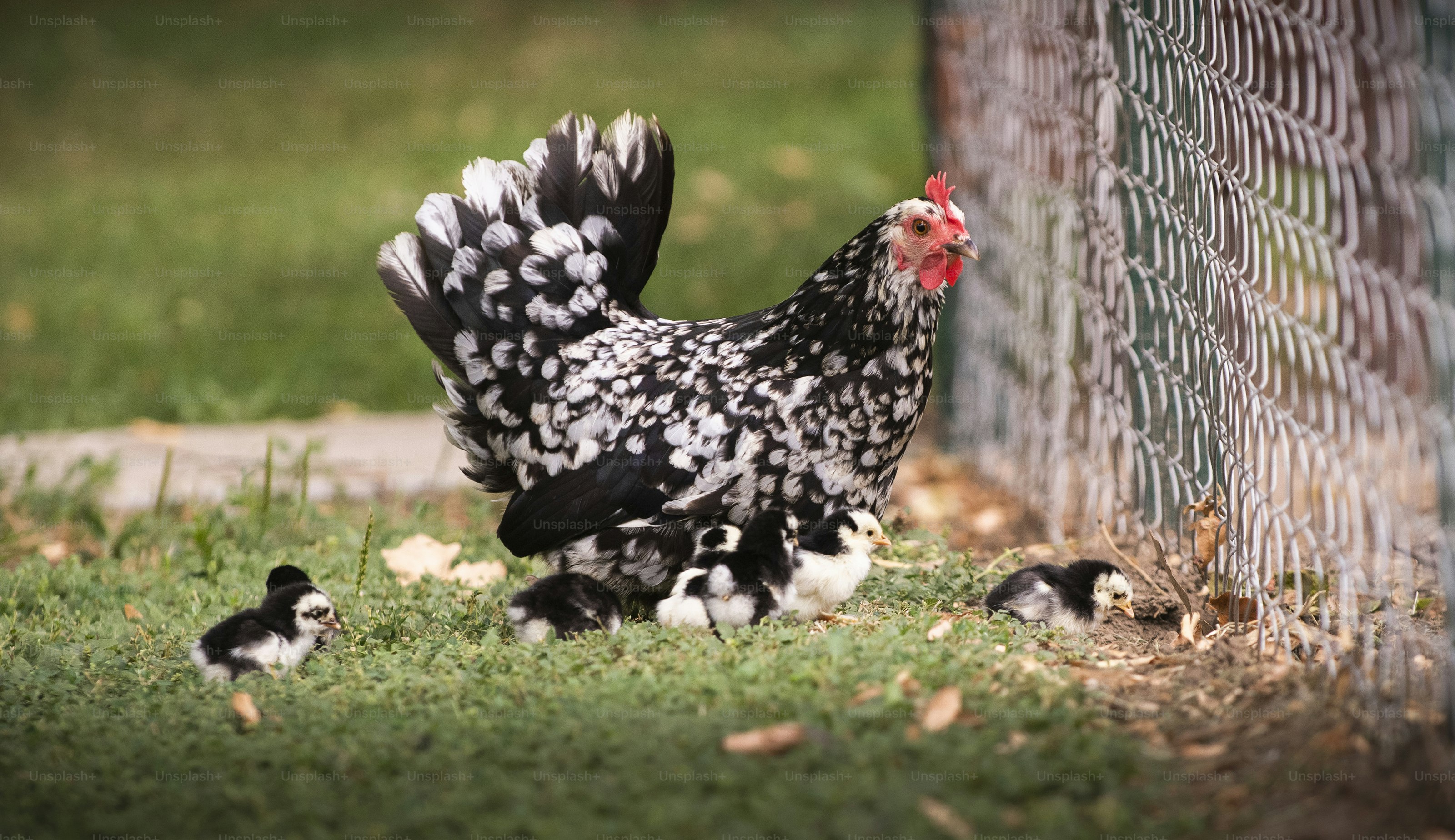 Clucking hen and chicks in the grass on a farm. photo – Organic farm ...