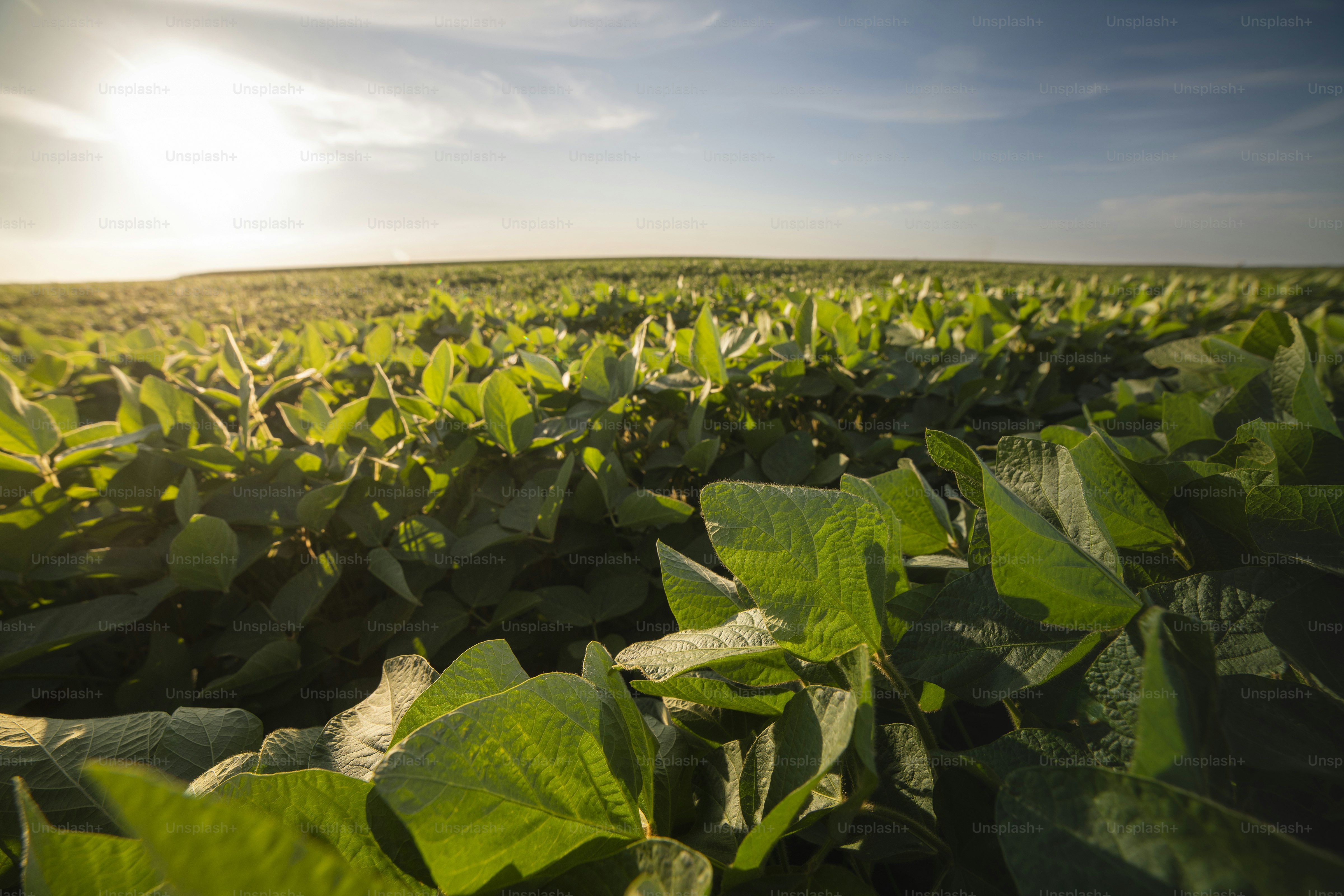 Open soybean field at sunset.Soybean field . photo – Plant Image on ...