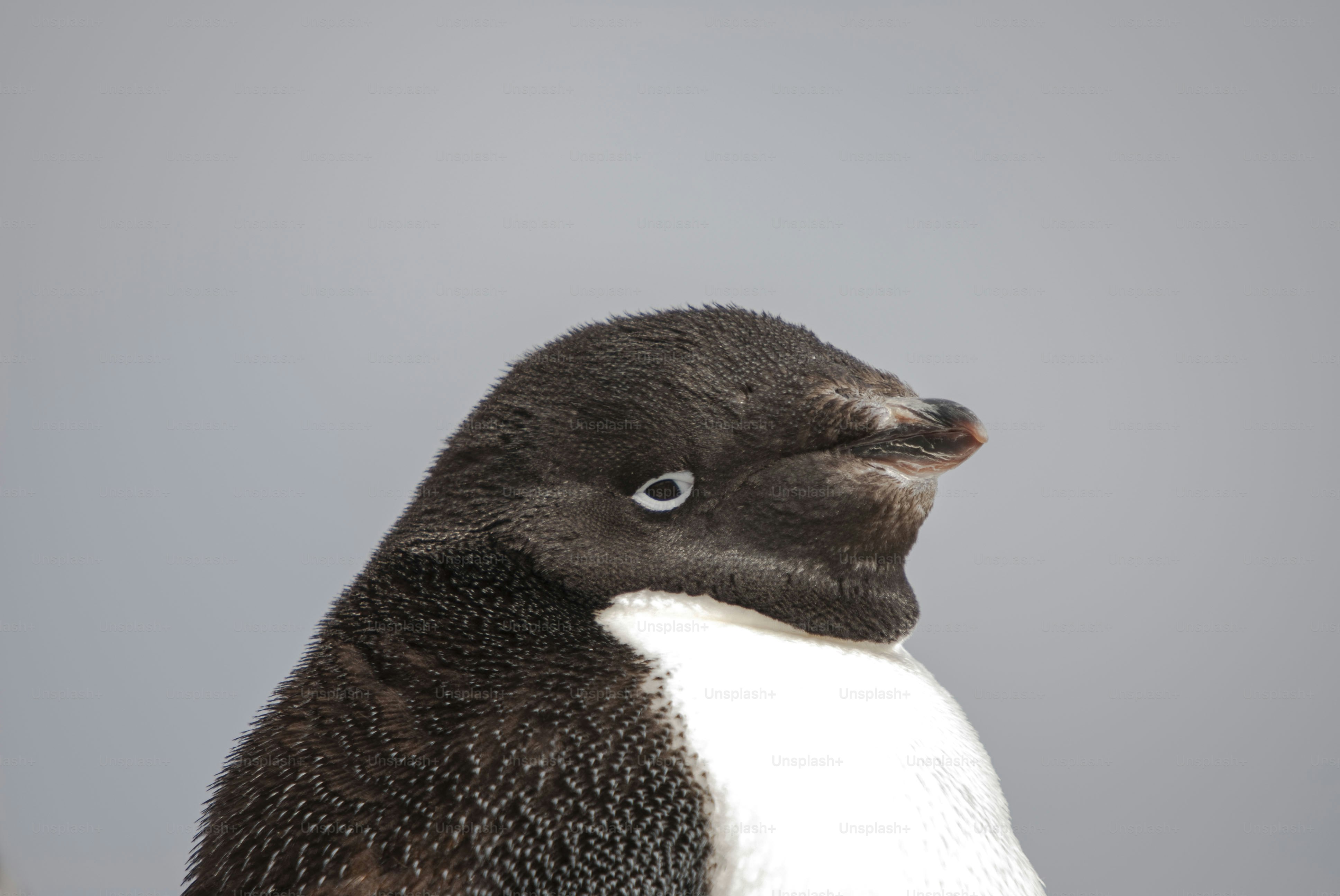 Foto Una cabeza de pingüino Adelia – Pingüino Imagen en Unsplash