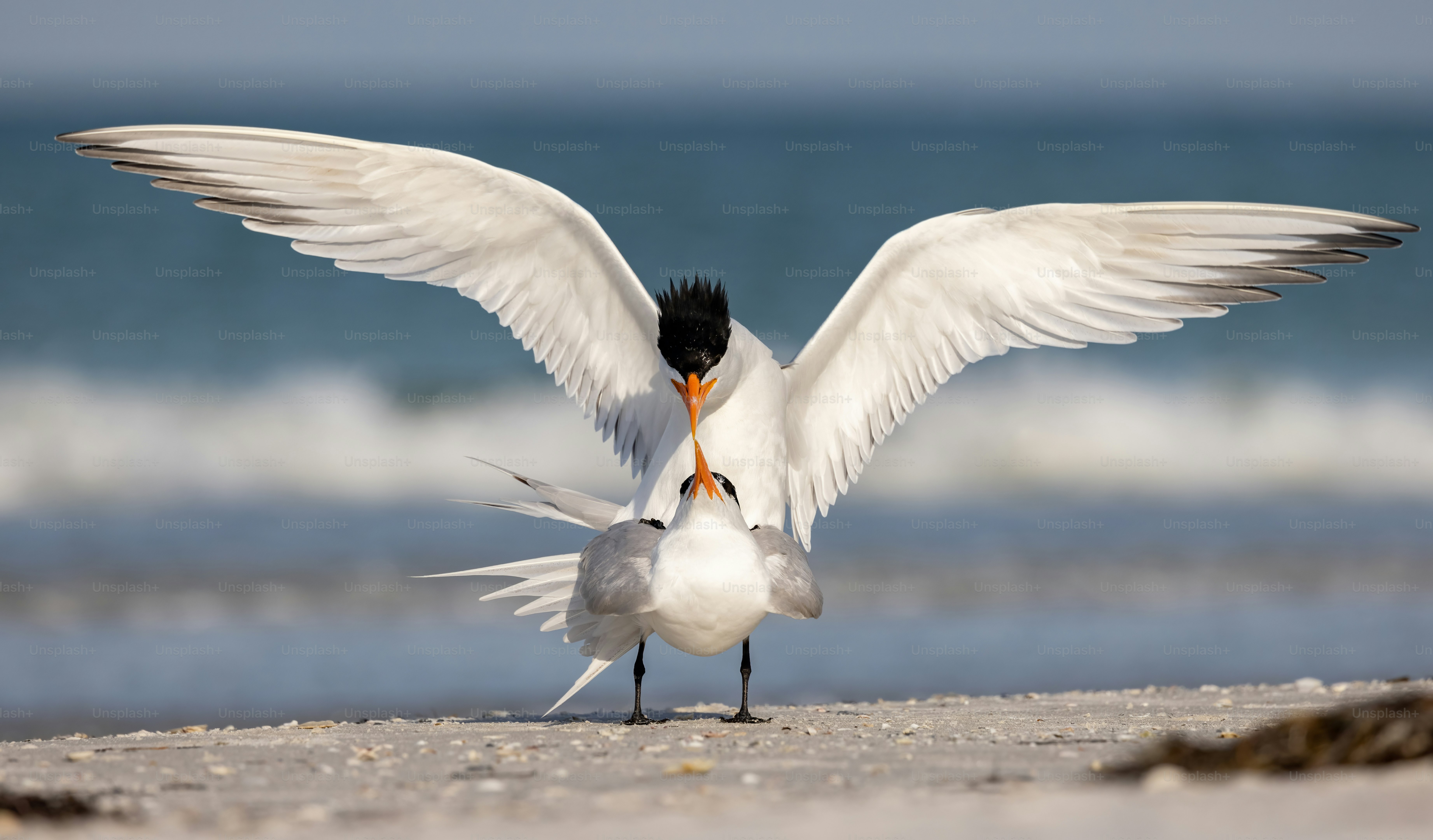 Foto Charranes reales en la playa de Florida – Animal Imagen en Unsplash