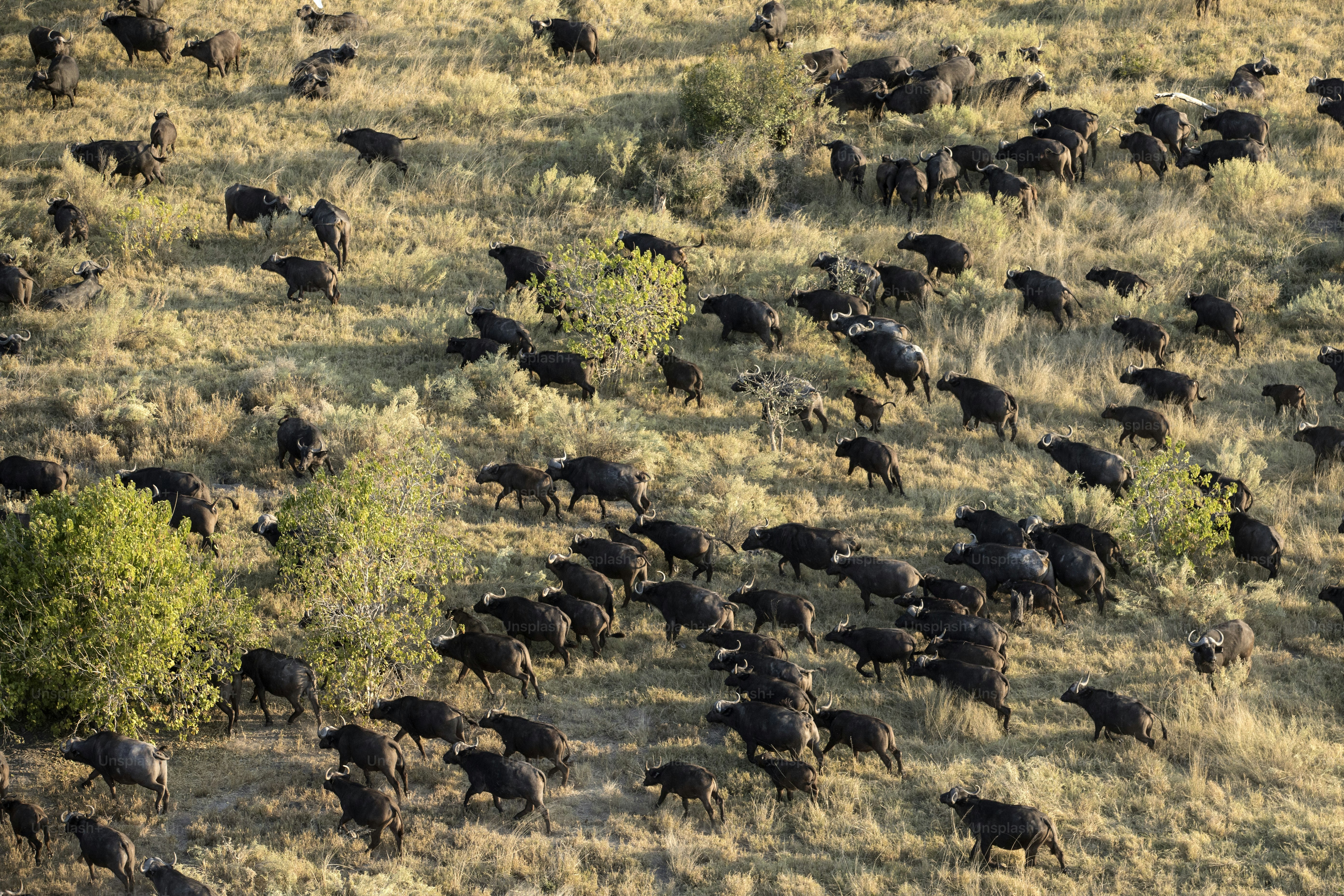 Buffalo herd in the Okavango Delta photo – Sub-saharan africa Image on ...