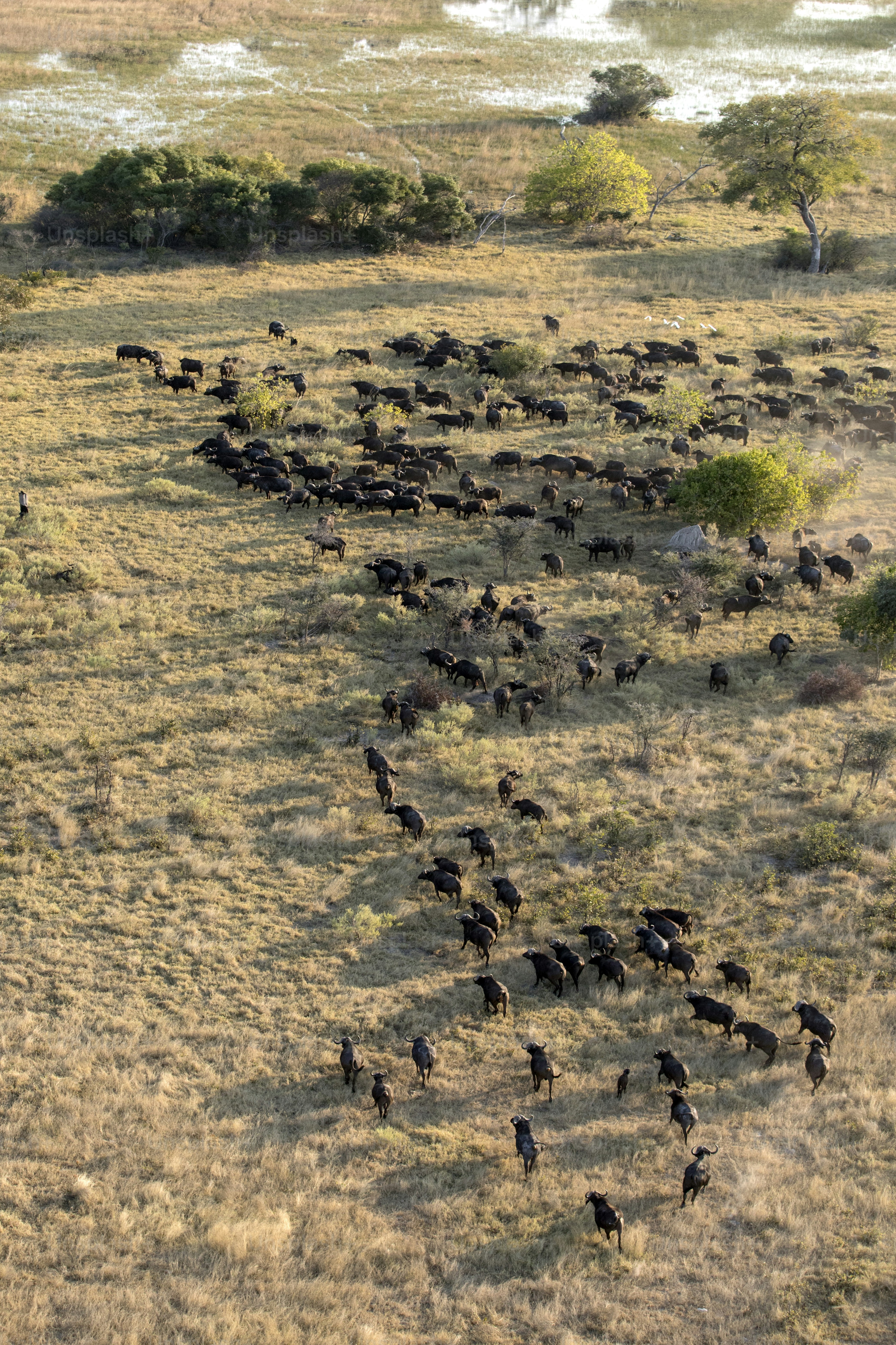 Buffalo herd in the Okavango Delta photo – Zambia Image on Unsplash