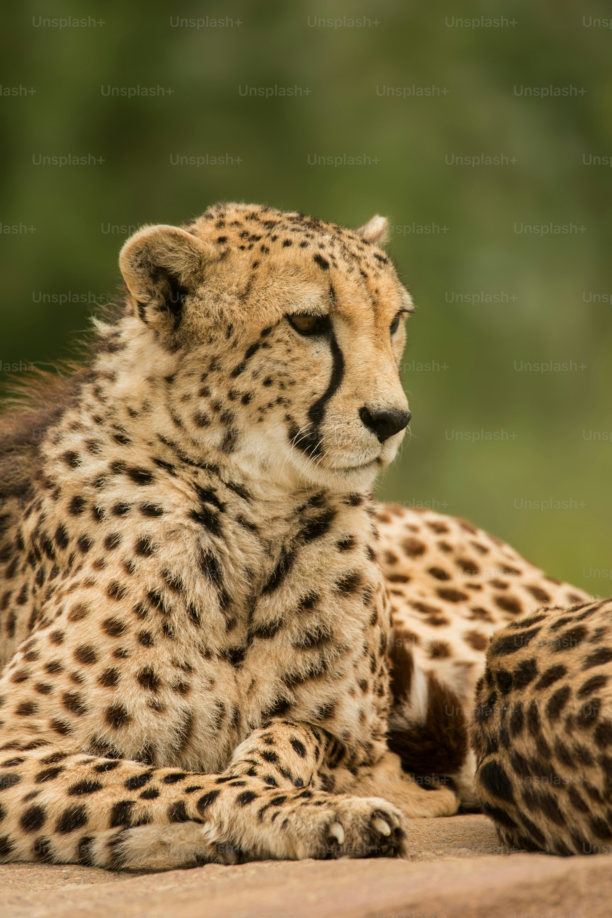 Stunning intimate portrait of Cheetah Acinonyx Jubatus in colorful ...