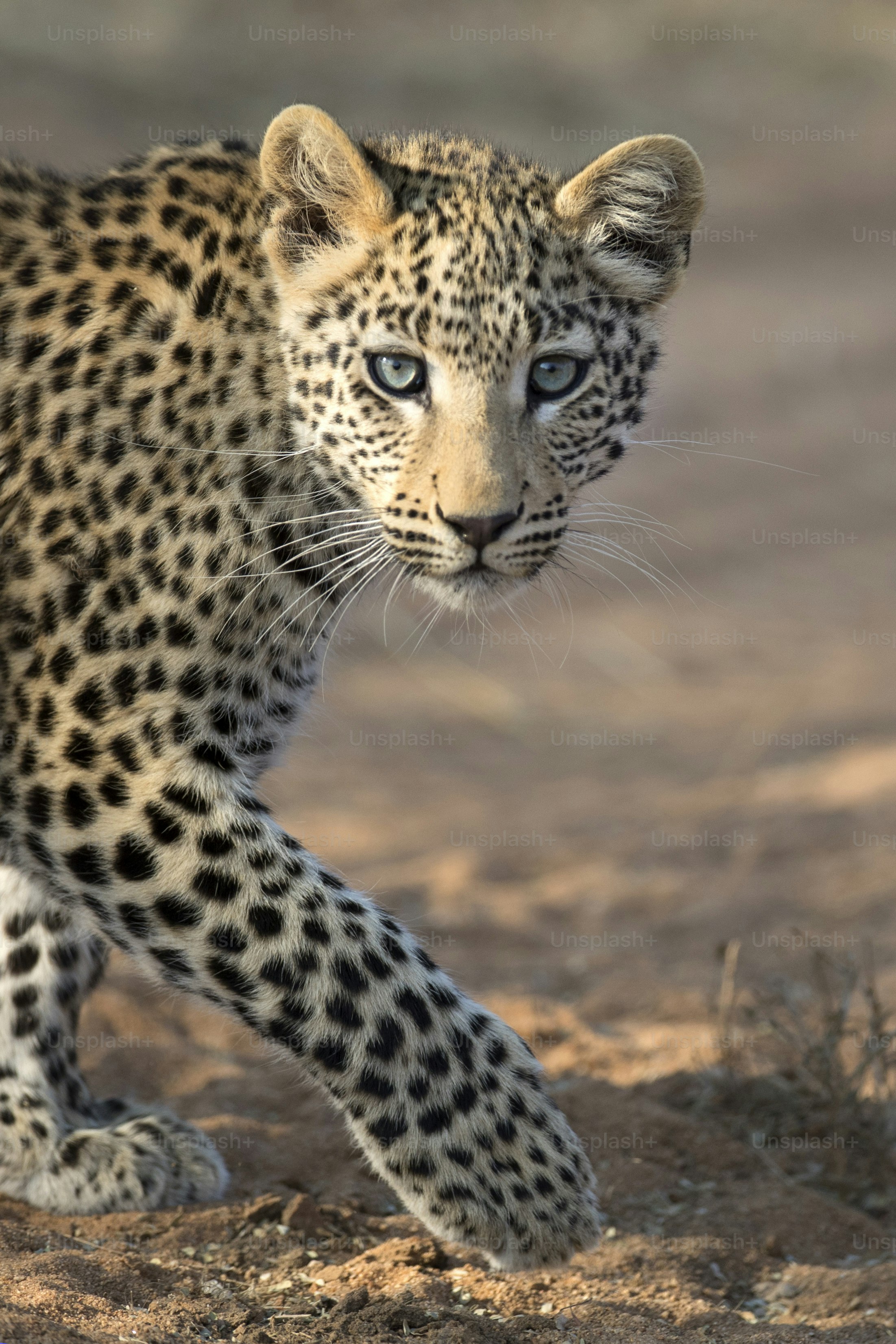 Leopard in morning sun photo – Leopard Image on Unsplash