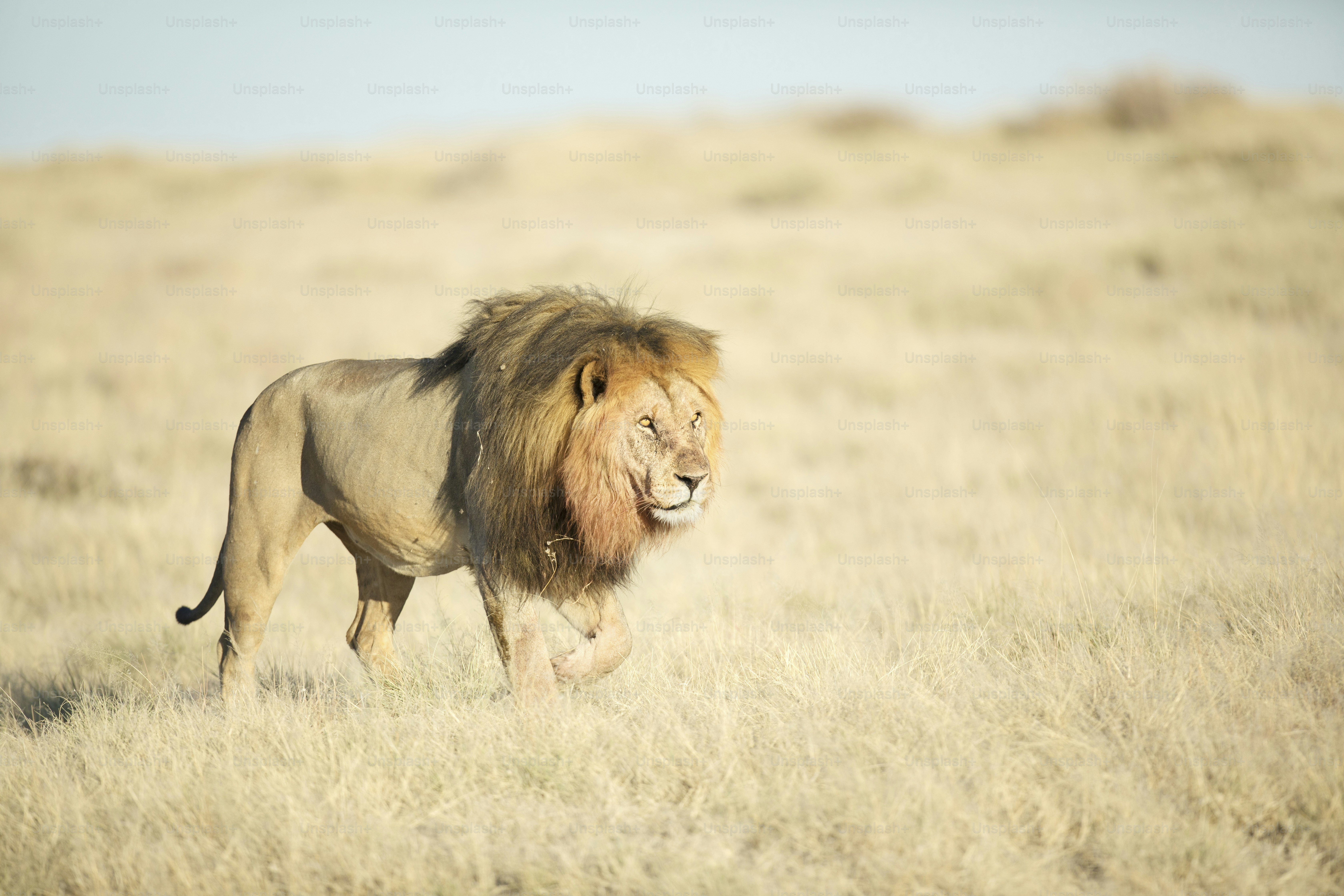A male lion with blood on his mane in Etosha National Park, Namibia ...