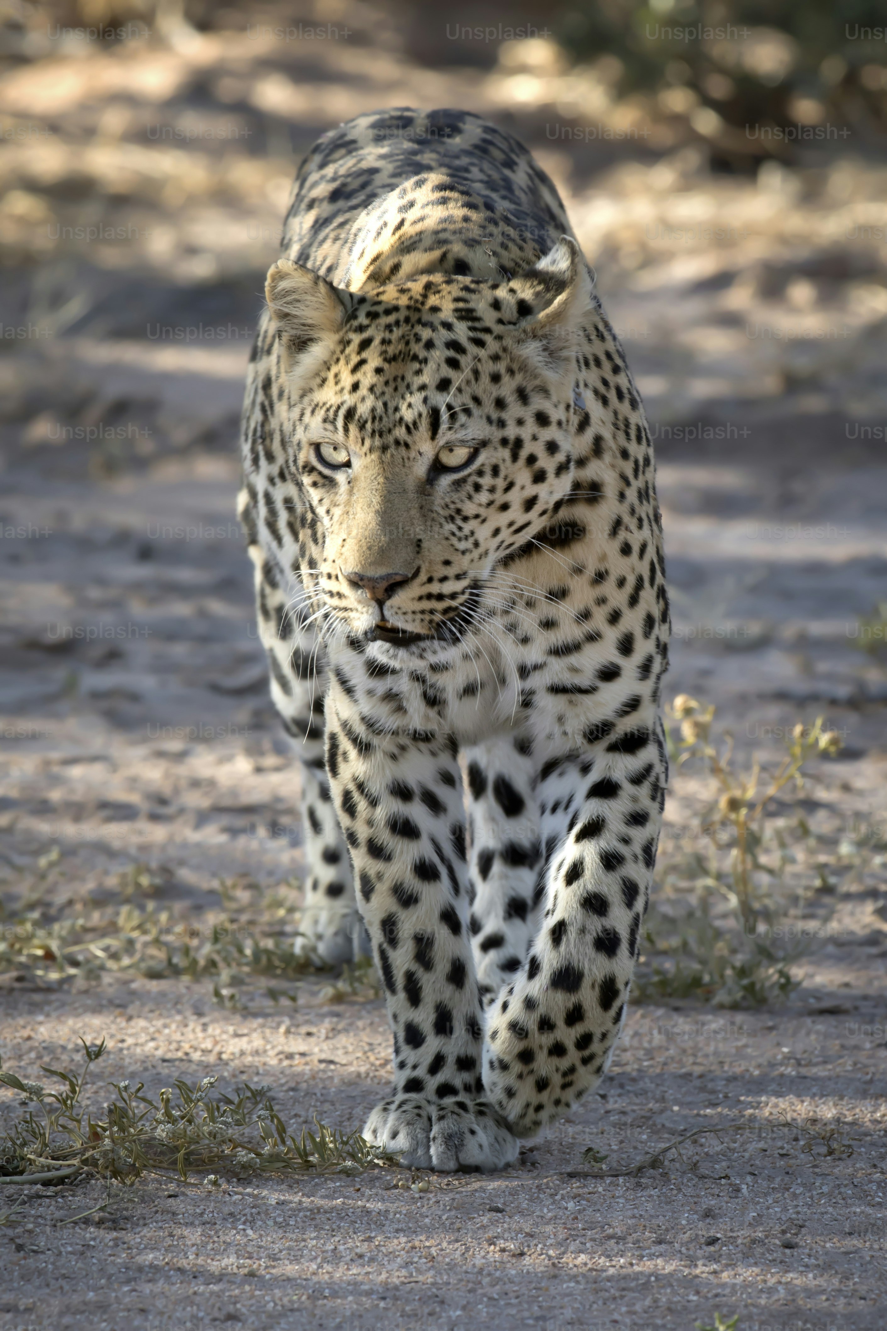 Leopard out on a morning patrol photo – Kgalagadi transfrontier park ...