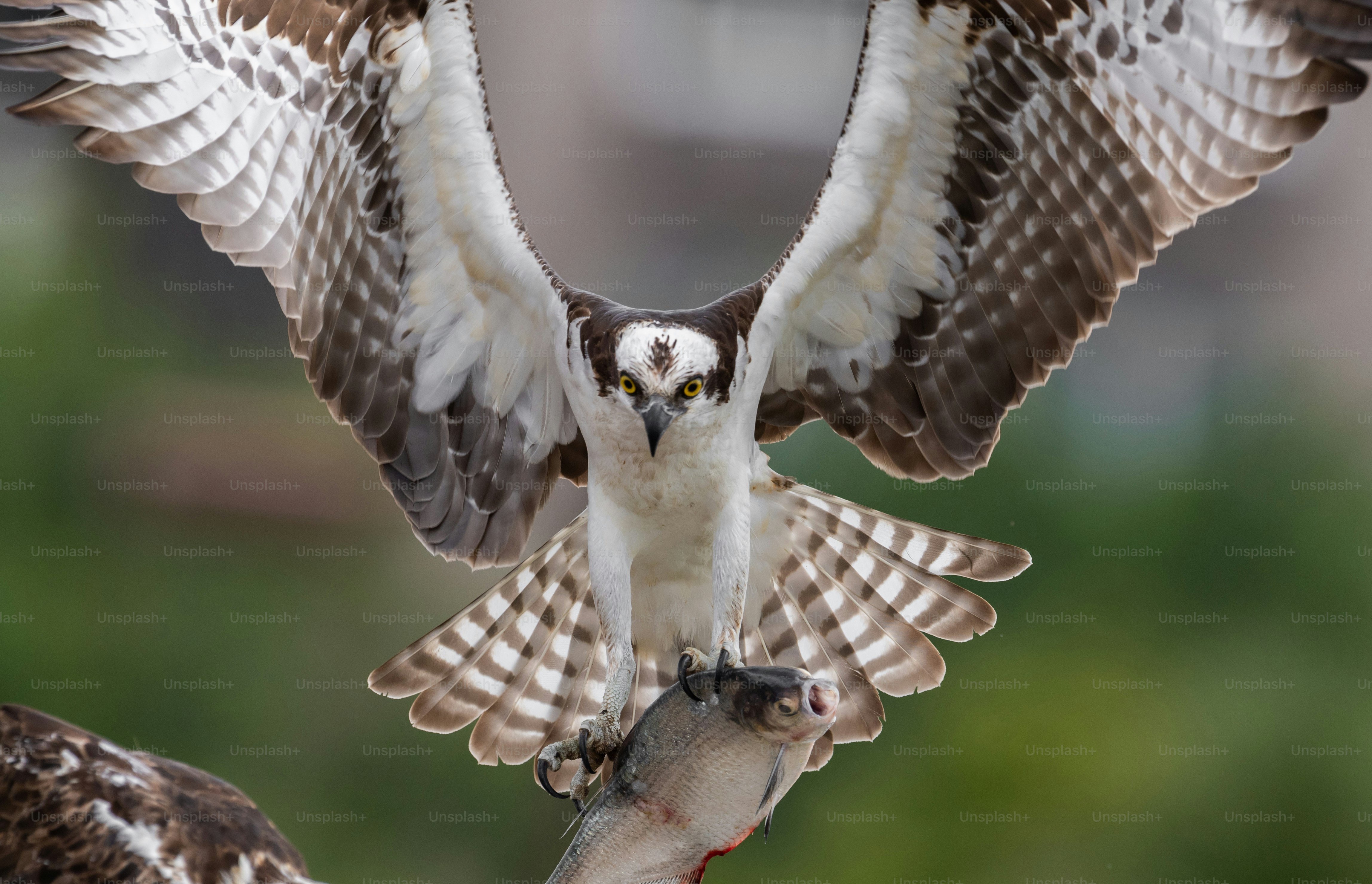 An osprey in Southern Florida photo – Hawk Image on Unsplash