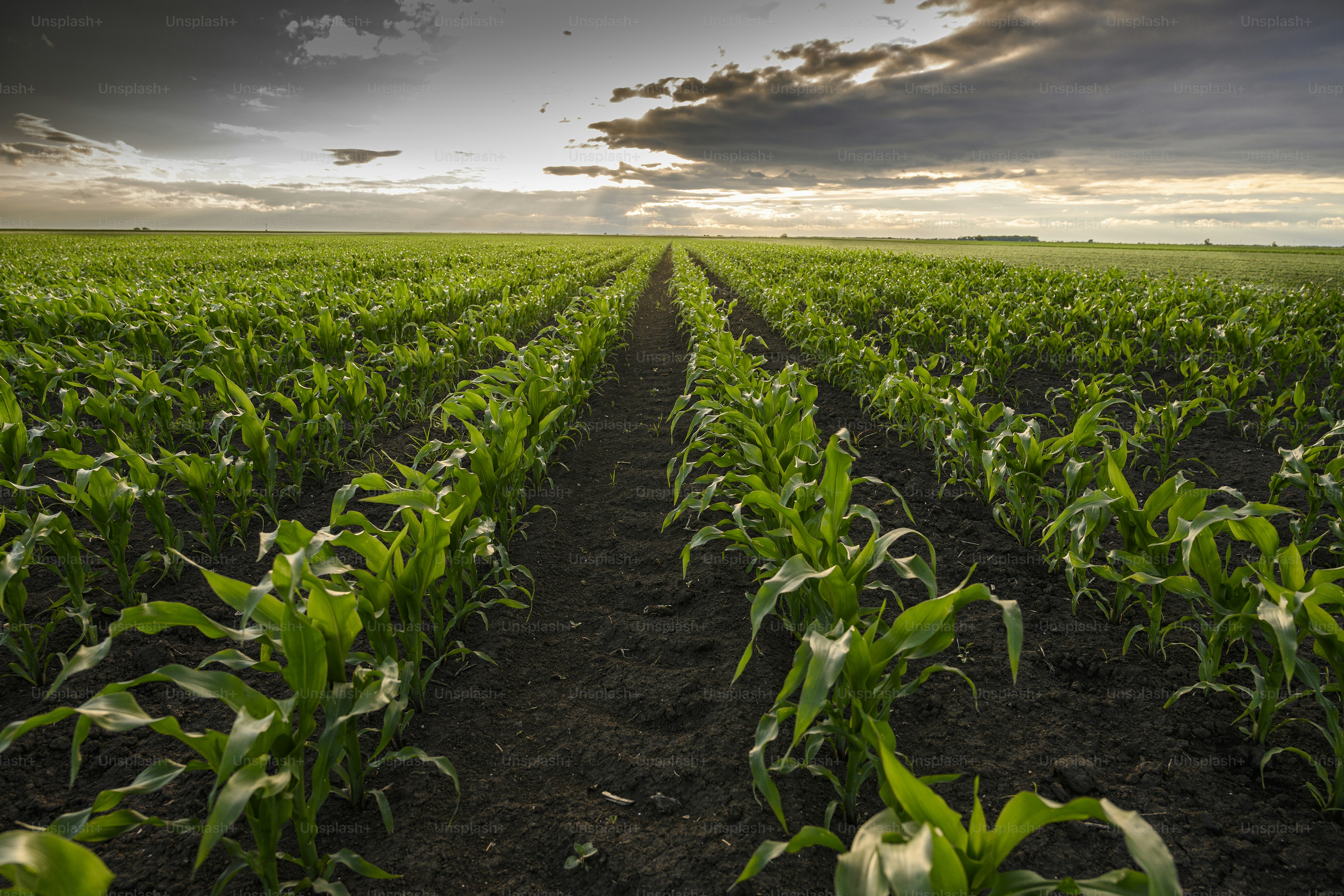 Open corn field at sunset.Corn field . photo – Farm landscape Image on ...