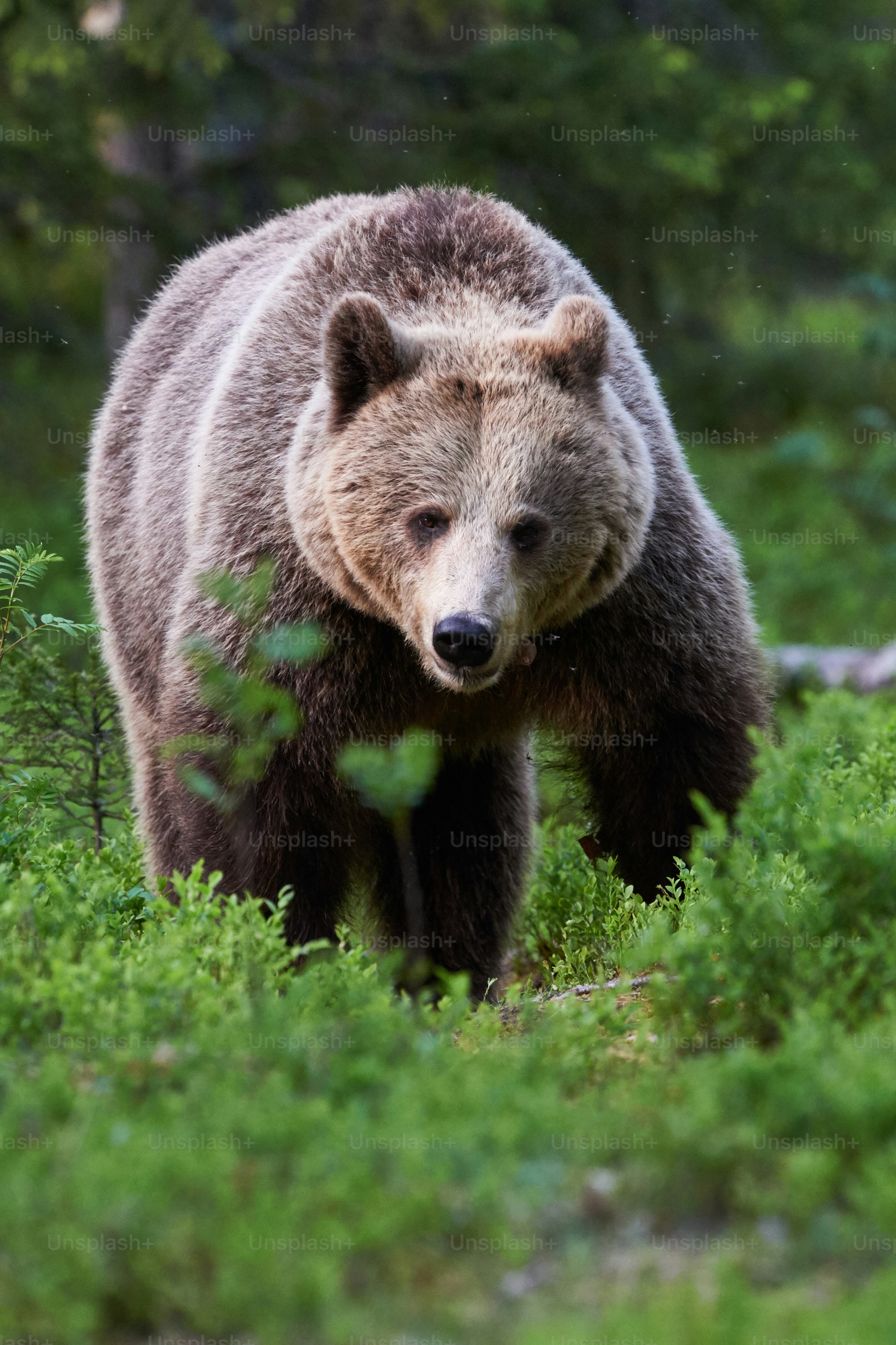 Wild brown bear crouched in the finnish taiga photo – Bears Image on ...