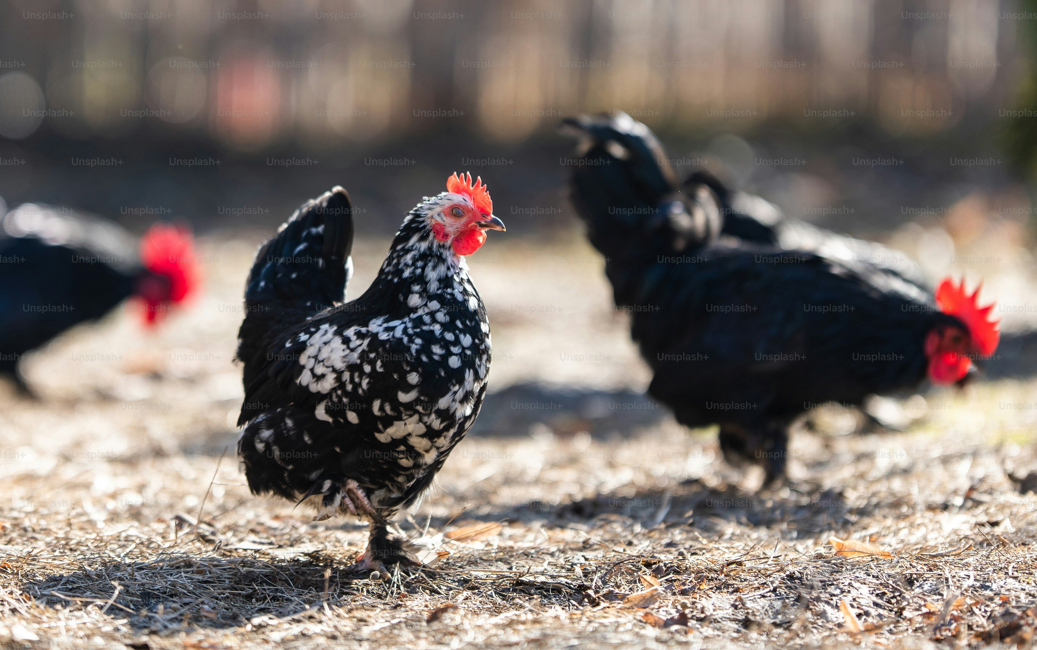 500+ Hen Pictures [HD] | Download Free Images on Unsplash