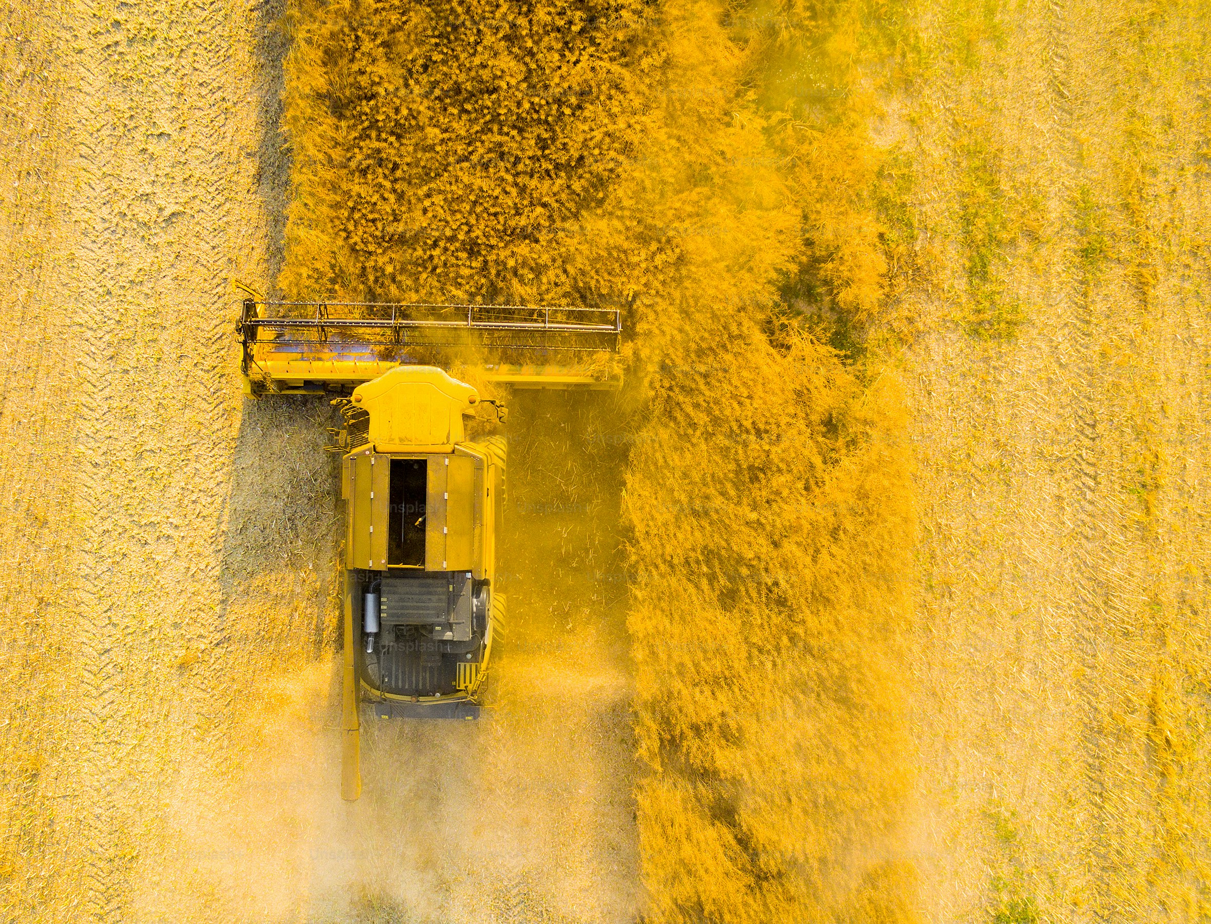 Vue aérienne d’une moissonneuse-batteuse sur un champ de colza. Thème ...