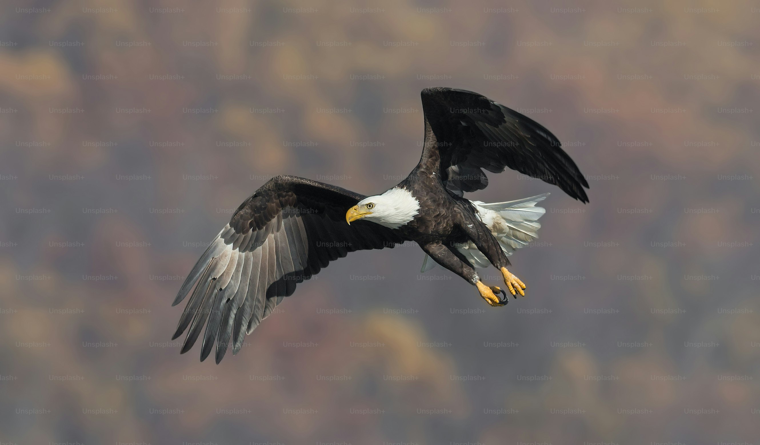 Un pygargue à tête blanche dans le Maryland photo – Animal Photo sur ...