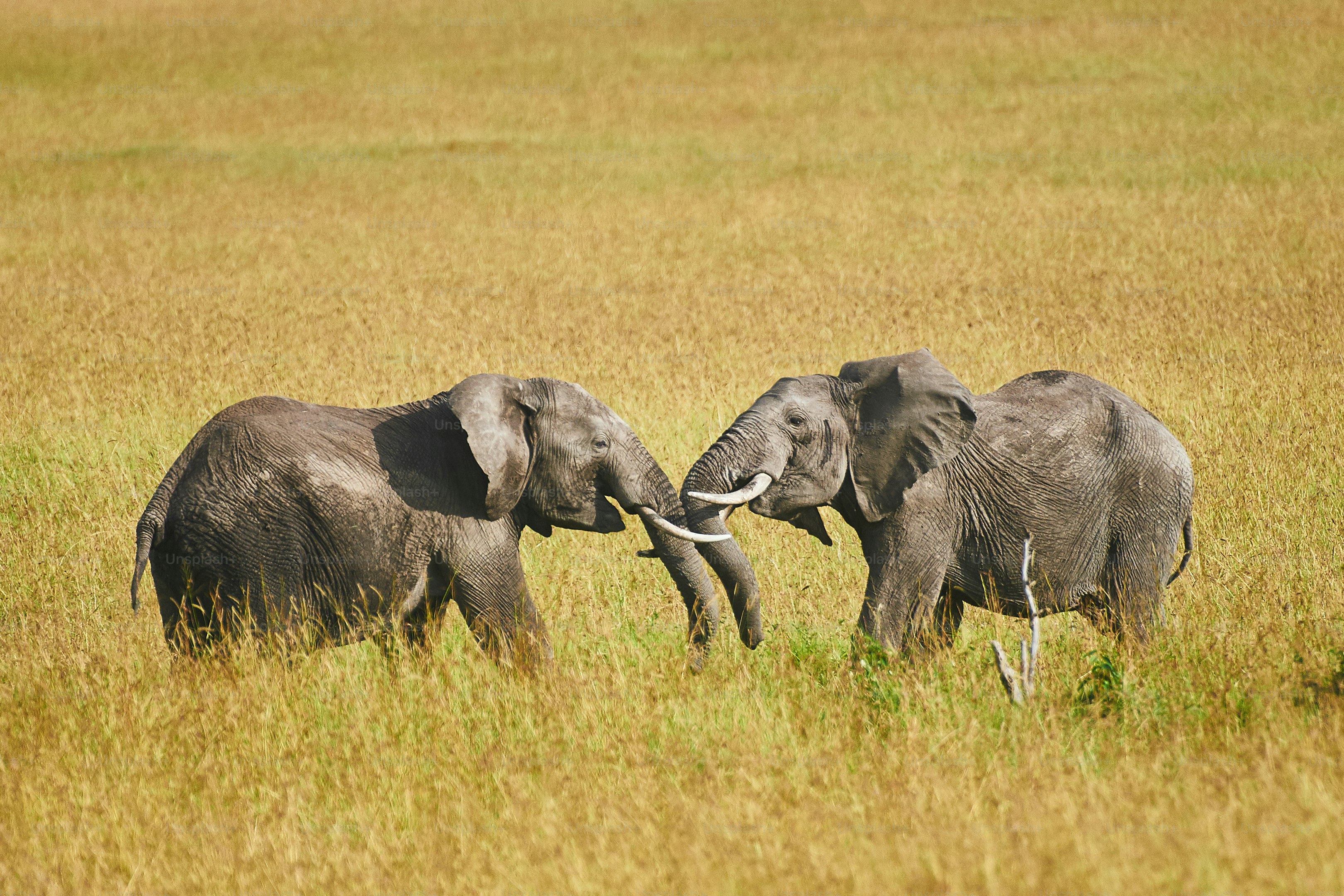 Fight between two male elephants in a park of Kenya photo – National ...