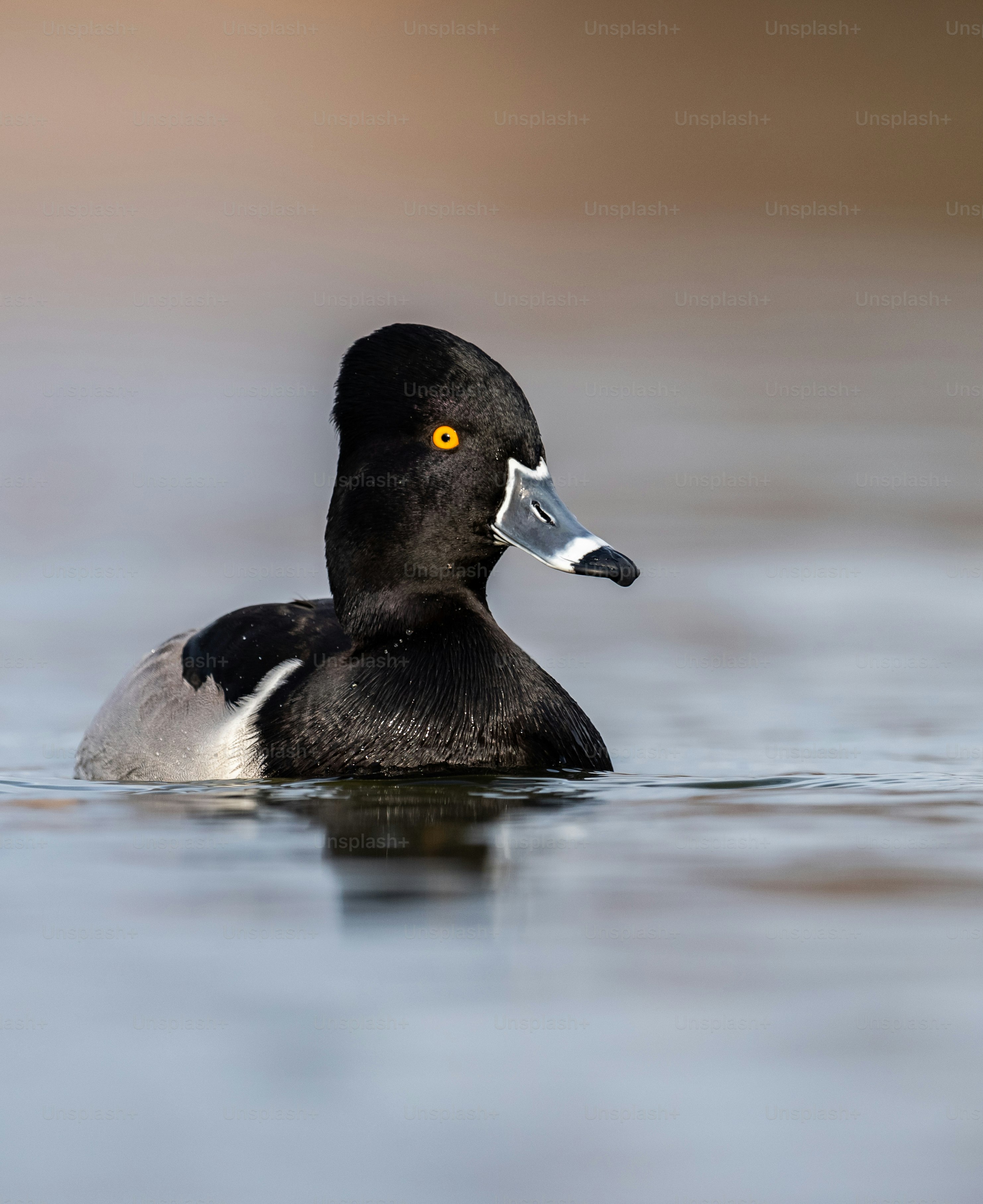 Foto Pato de cuello anillado en Columbia Británica, Canadá – Pájaro ...
