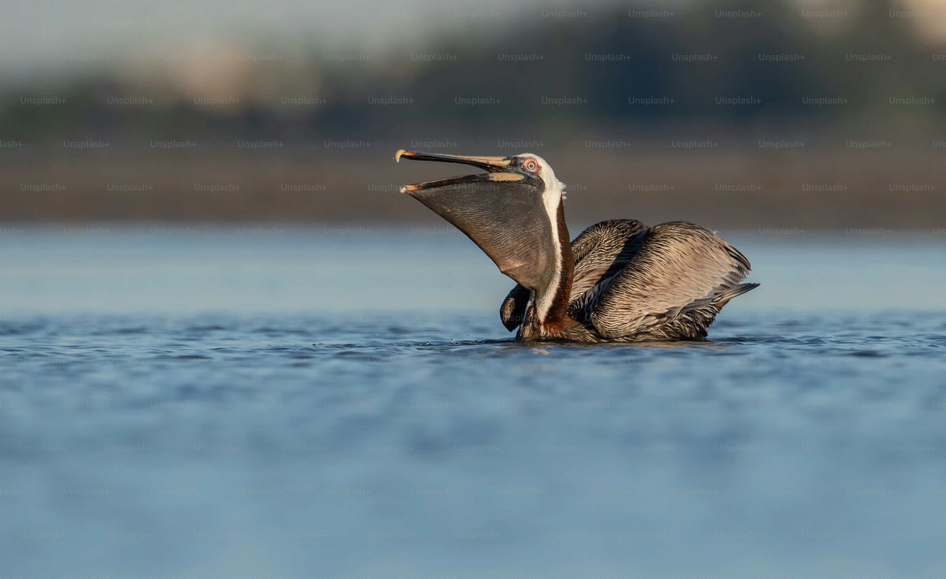 Pelican portrait in Florida photo – Pelican Image on Unsplash
