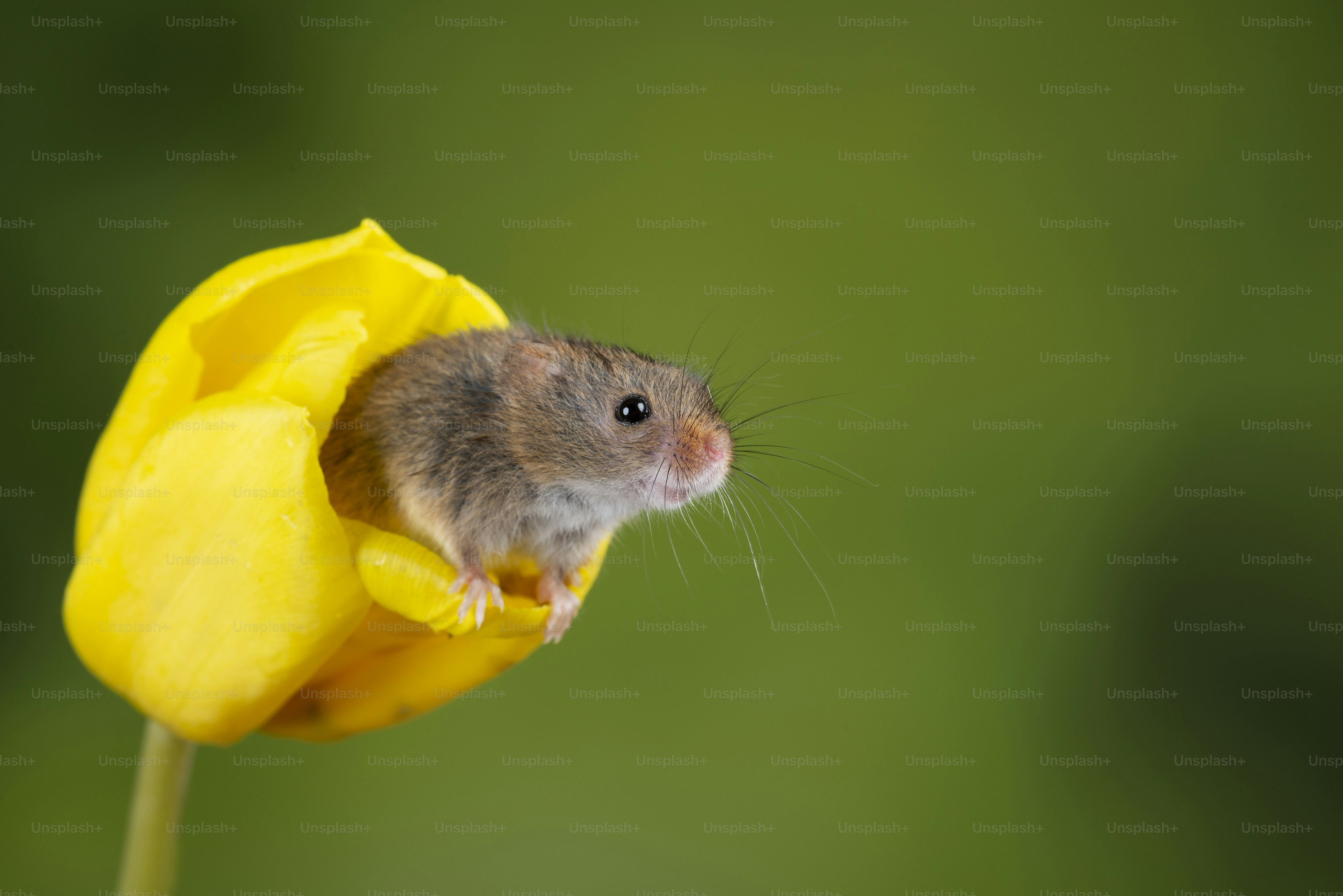 Spring Animals Pictures | Download Free Images on Unsplash