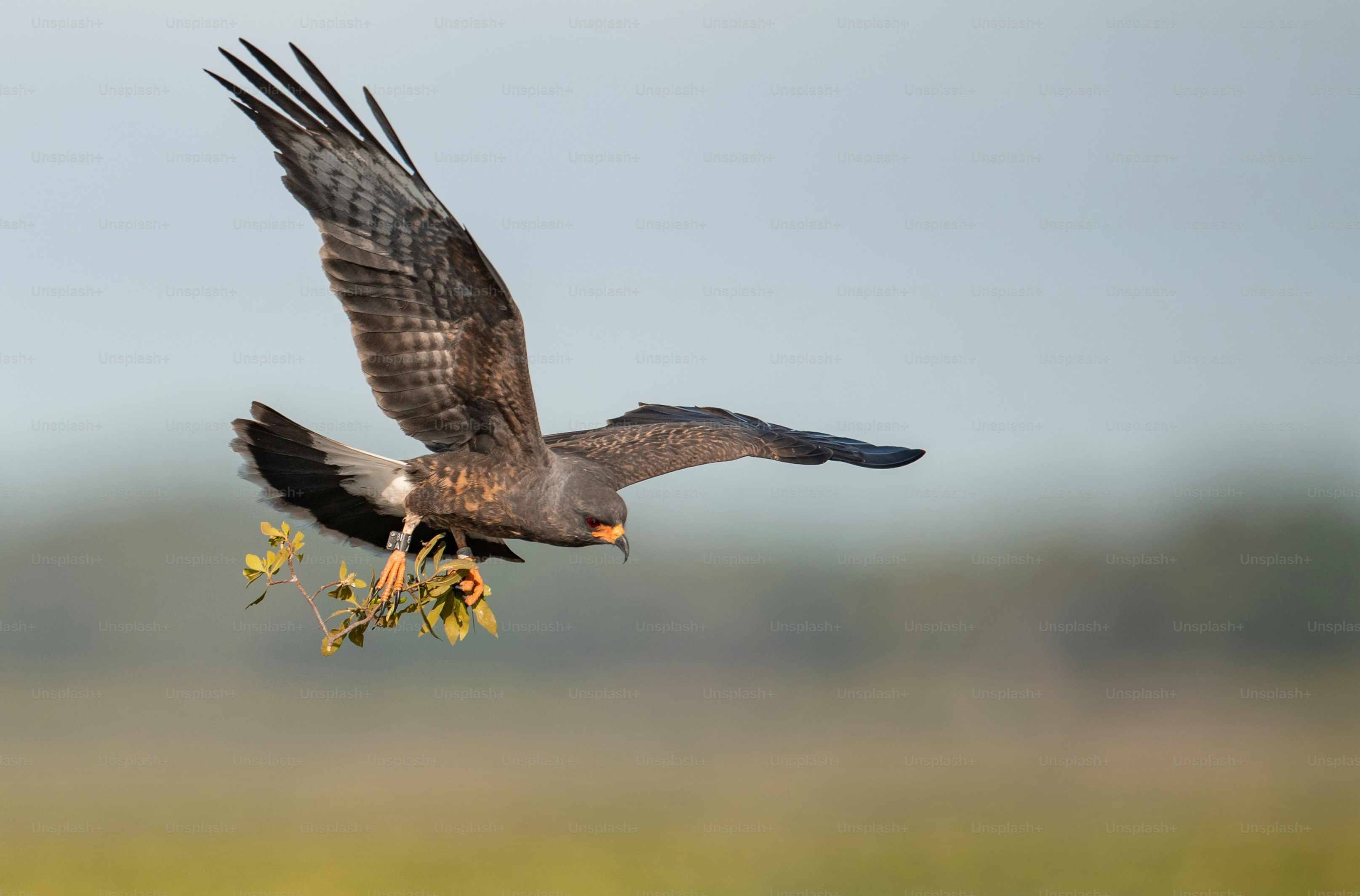 A snail kite in southern Florida photo – Snail Image on Unsplash