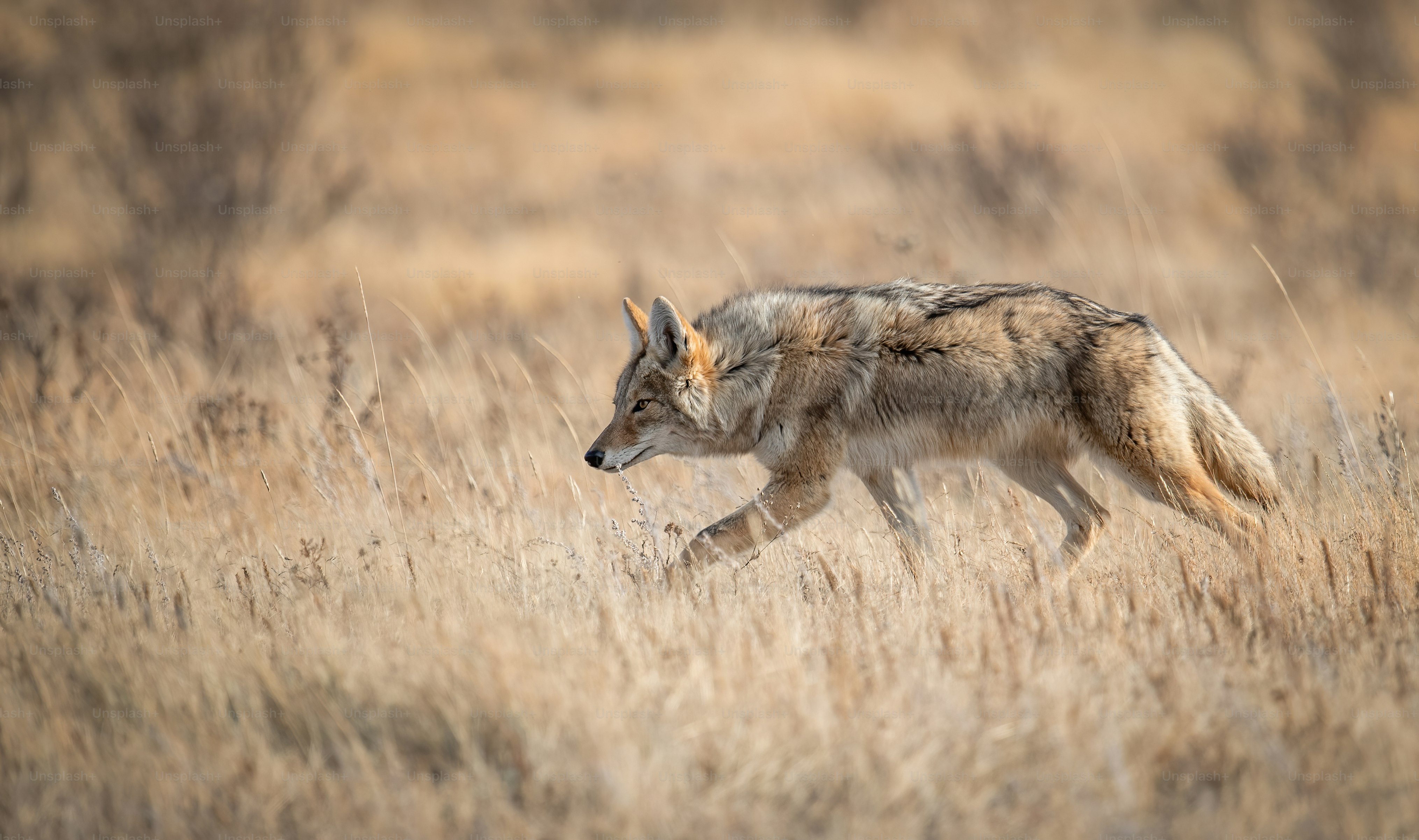 A coyote in Banff, Canada. photo – Coyote Image on Unsplash