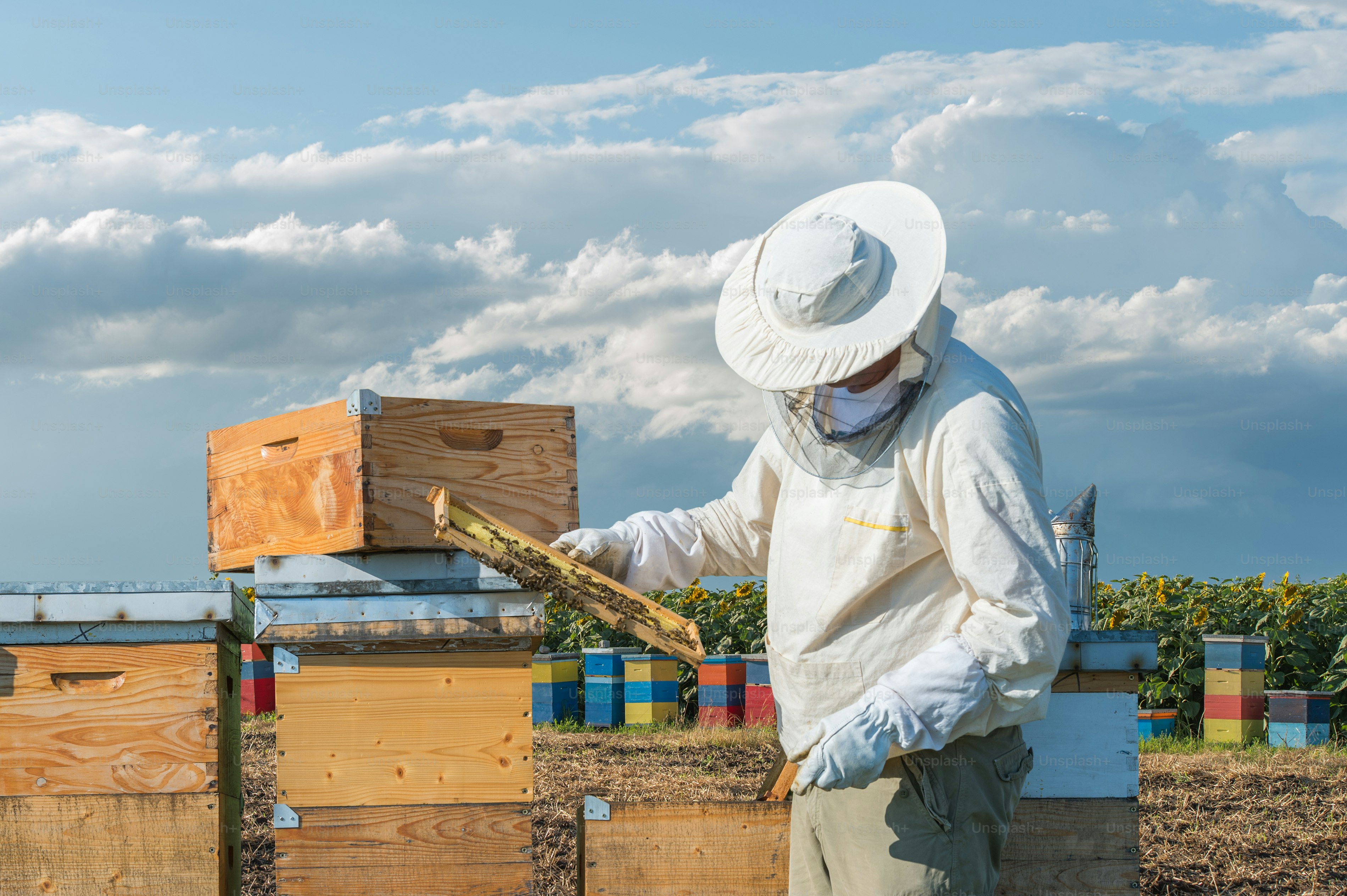 Beekeeper working in the field of sunflowers photo – Men Image on Unsplash