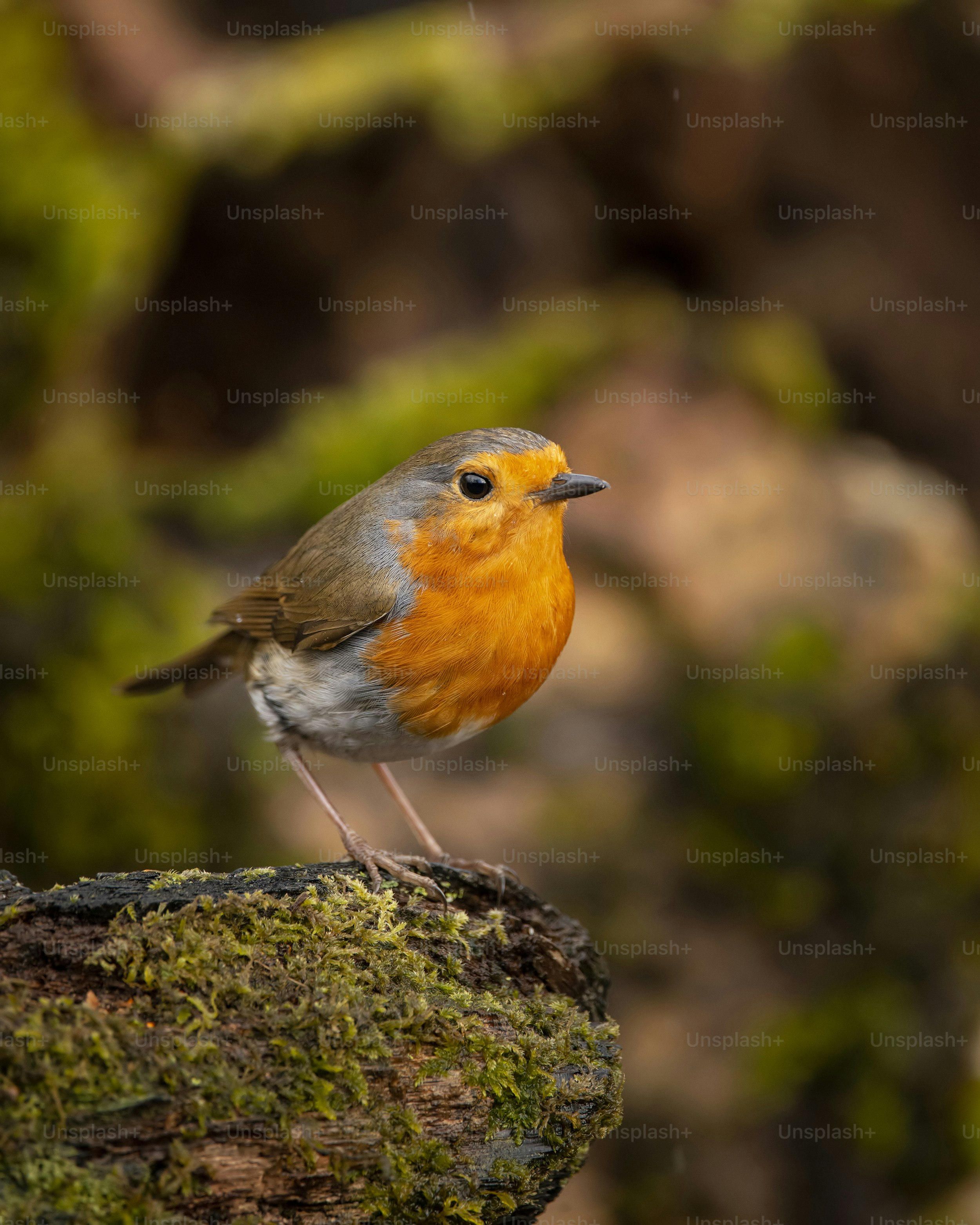 Beautiful image of Robin Red Breast bird Erithacus Rubecula on branch ...