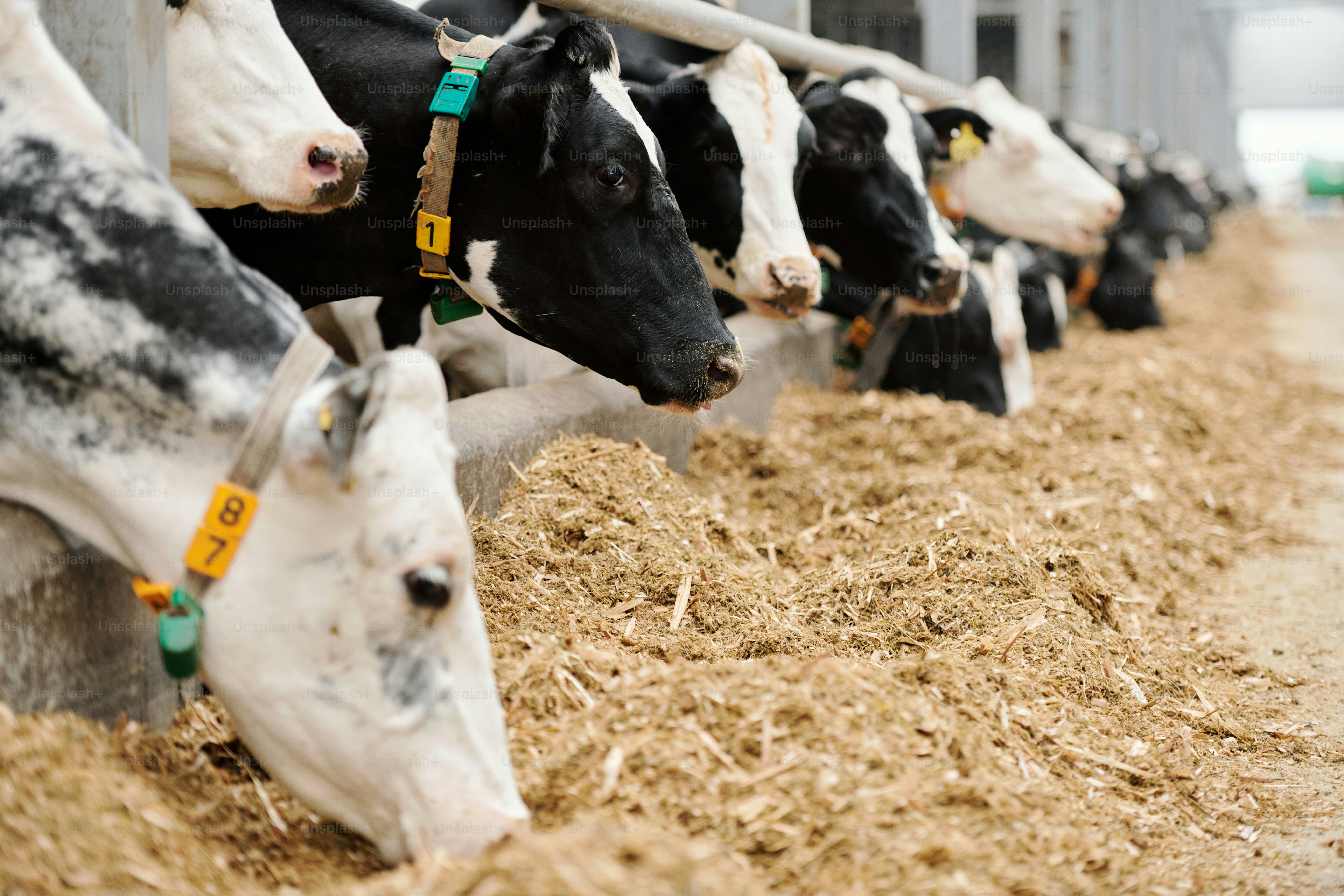 Row of purebred milk cows standing against long aisle in large paddock ...