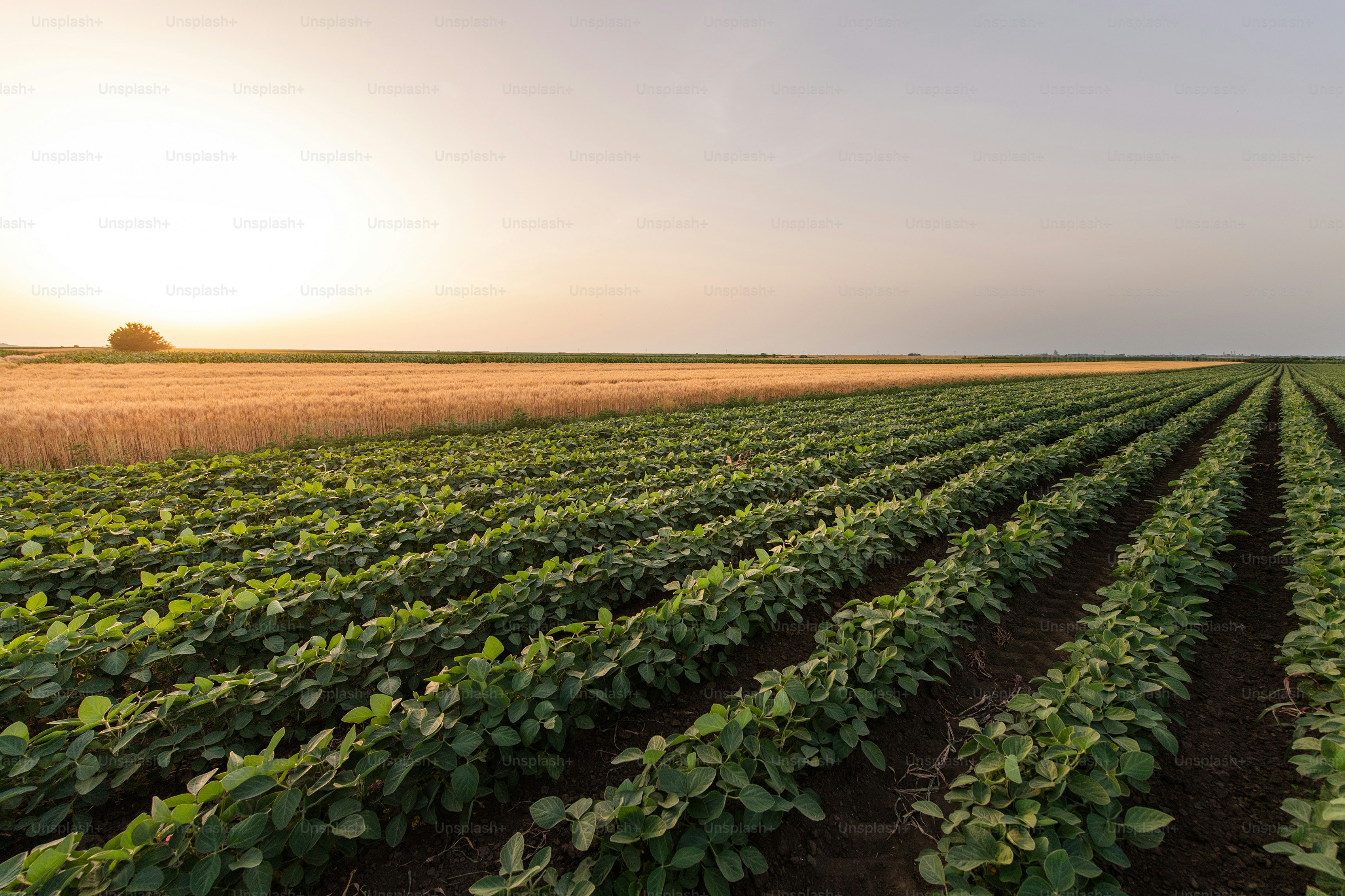 Open soybean field at sunset.Soybean field . photo – Twilight Image on ...