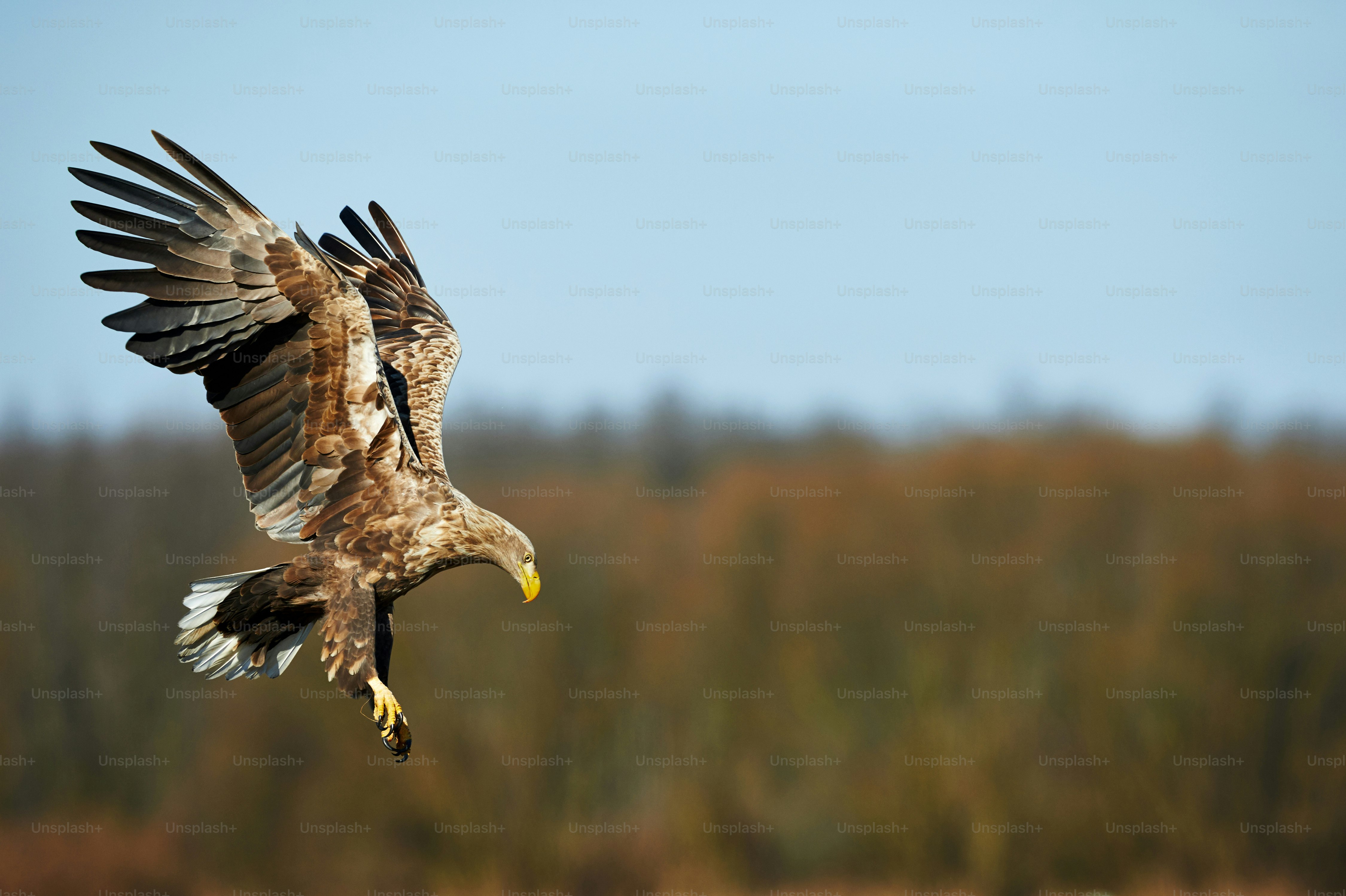 White-tailed eagle photographed in flight in the skies of northern ...