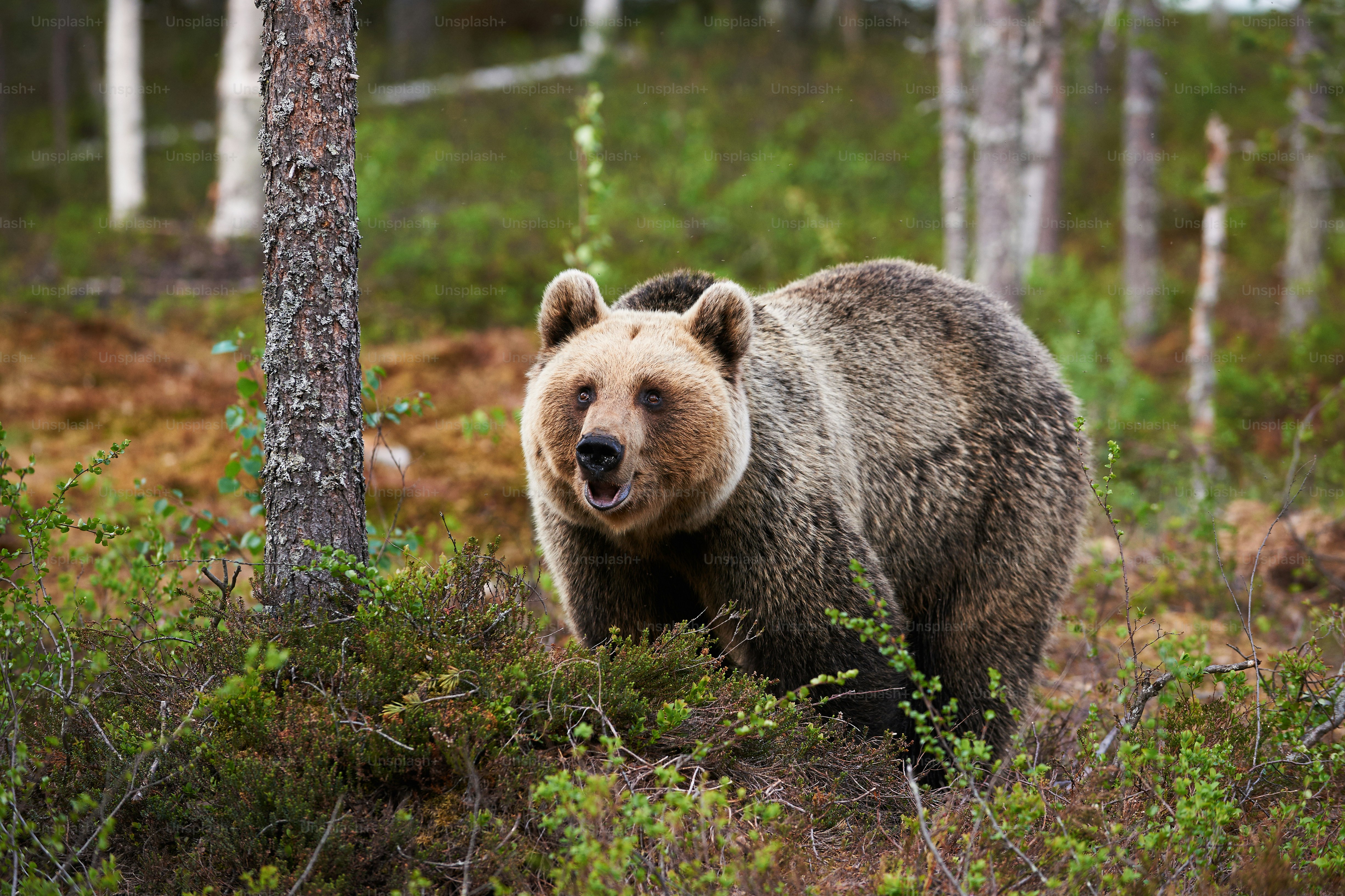 Foto Hermosa hembra de oso pardo observando con curiosidad en un bosque ...