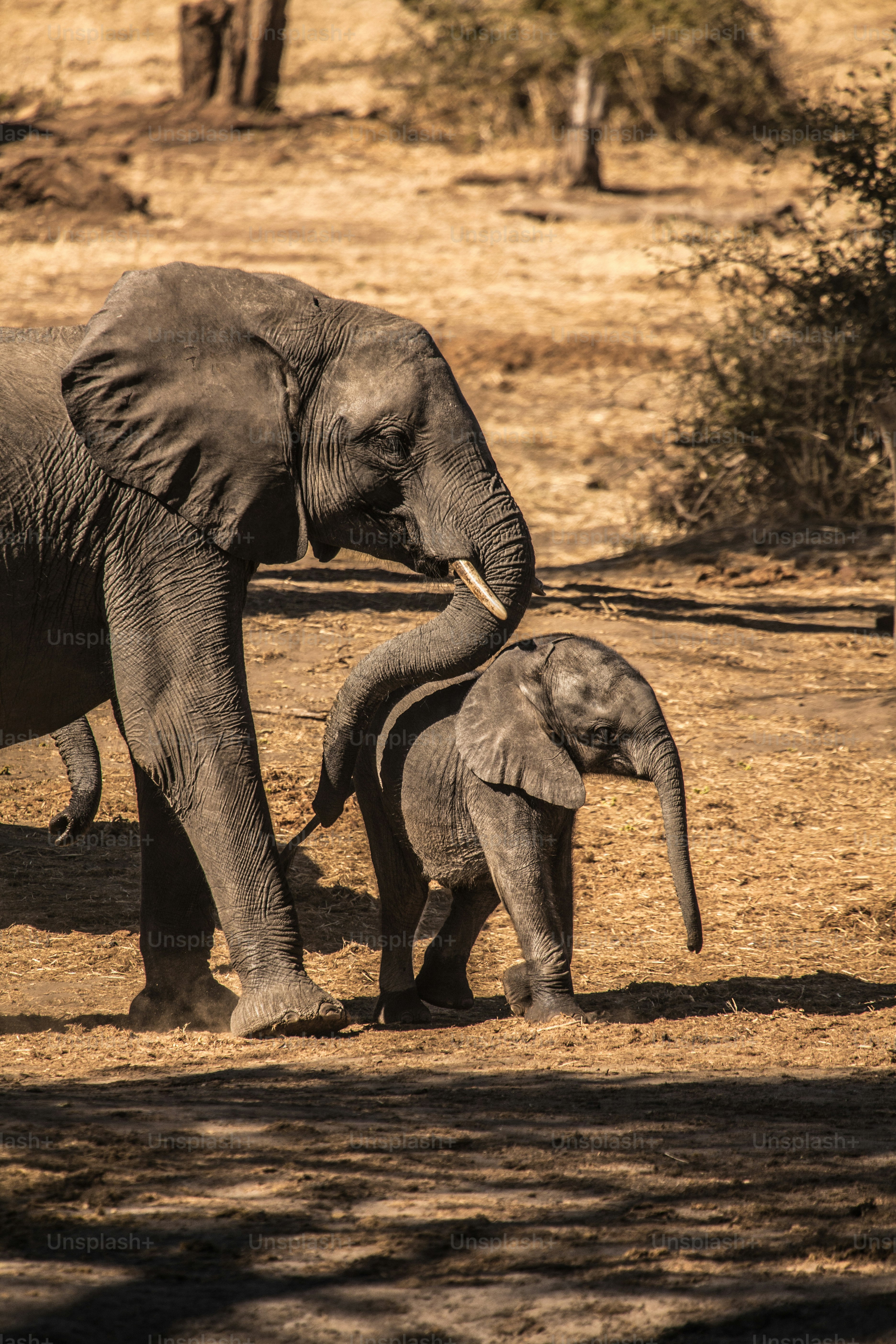 Madre Elefante Y Su Bebé