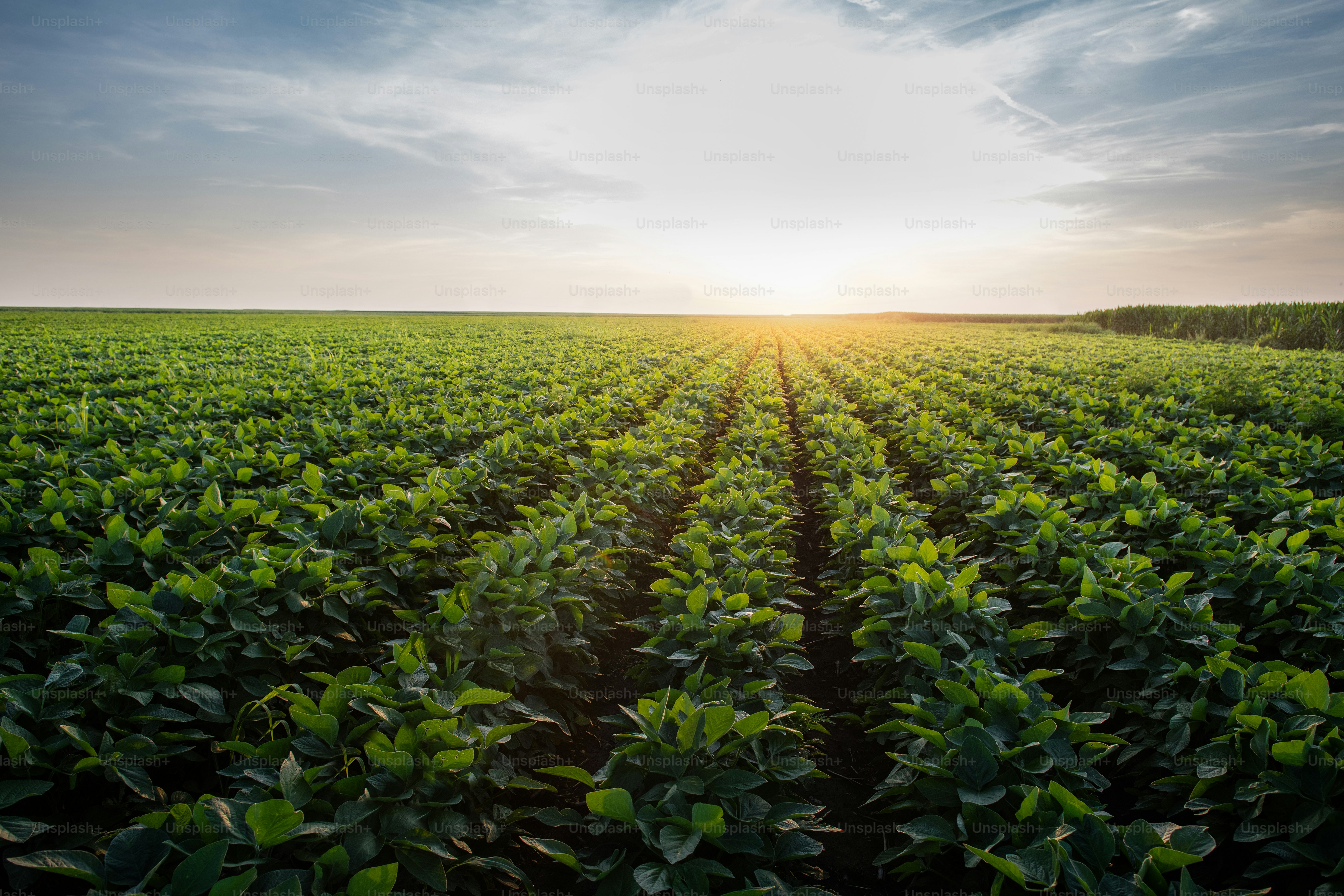 Soy bean fields in summer season at sunset. photo – Summer Image on ...