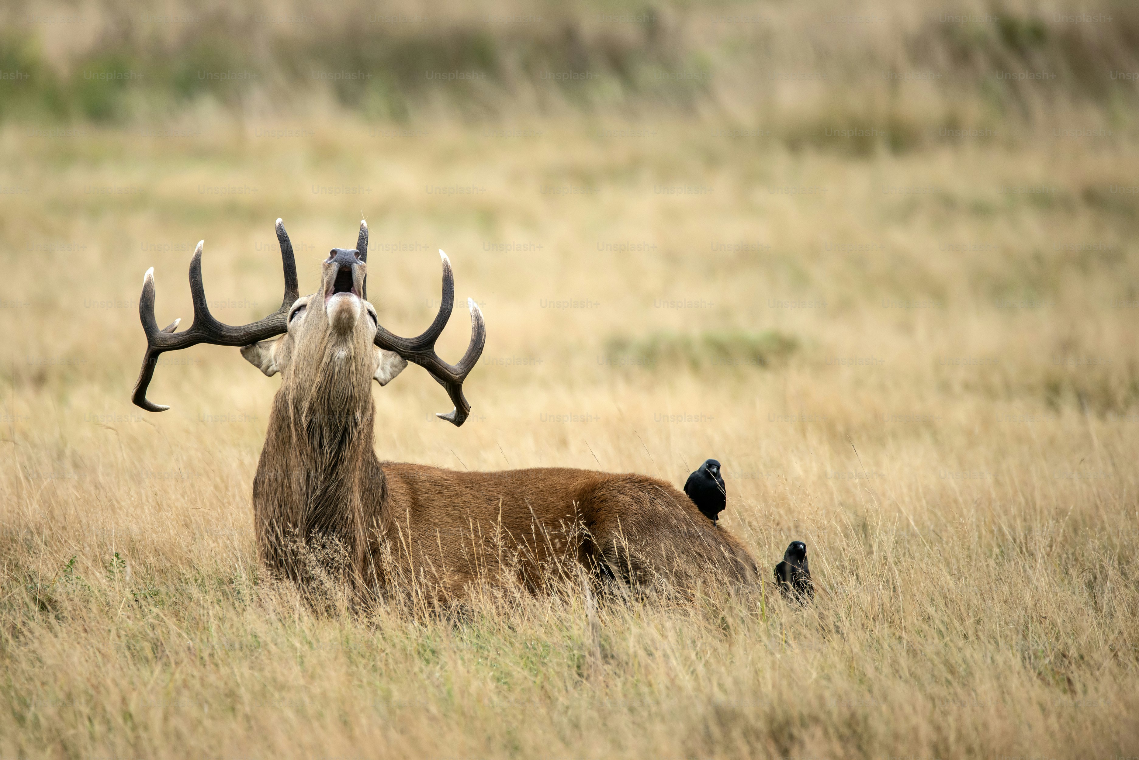 Beautiful red deer stag Cervus Elaphus in Autumn Fall woodland ...