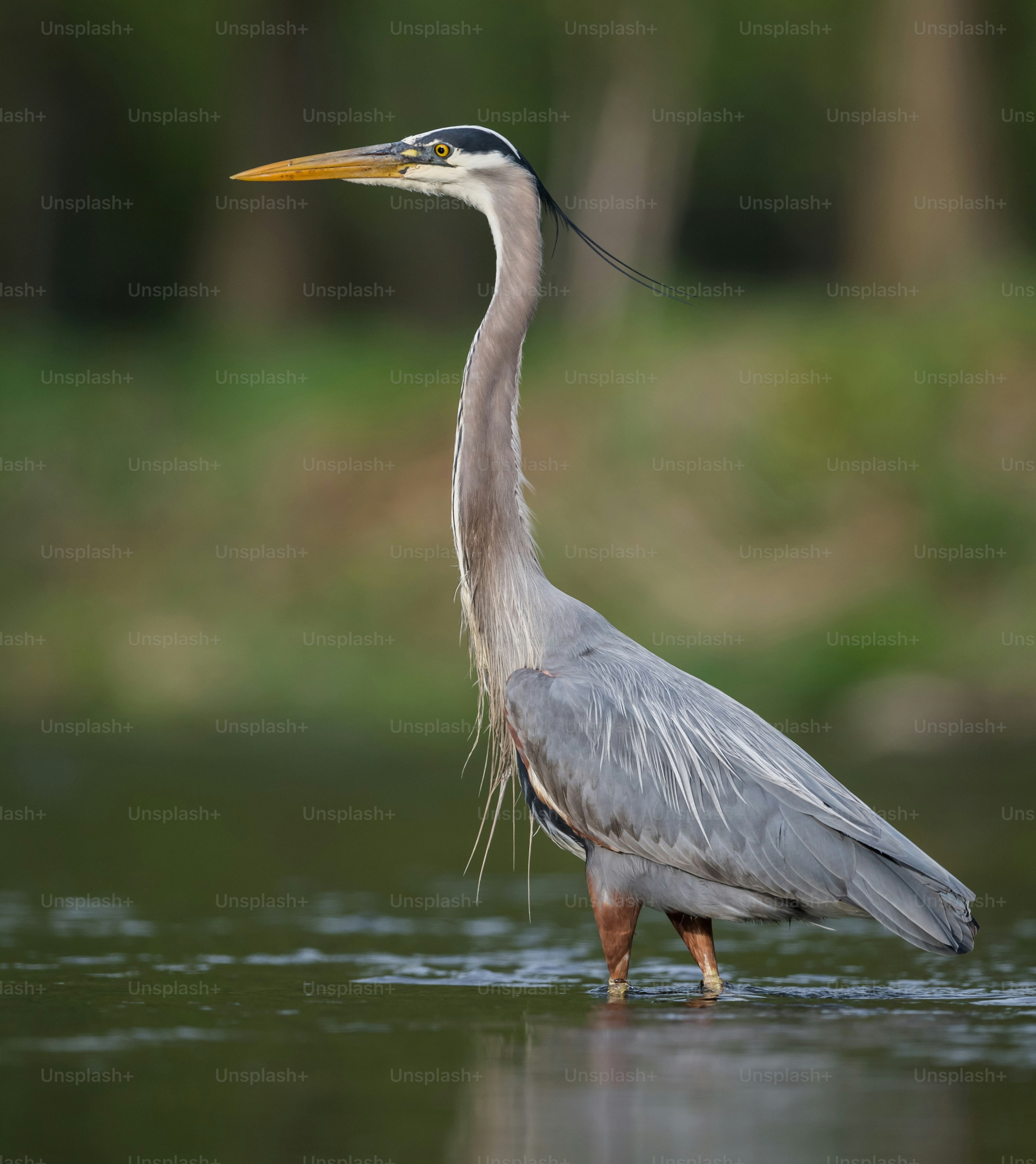 Blue Heron Pictures | Download Free Images on Unsplash