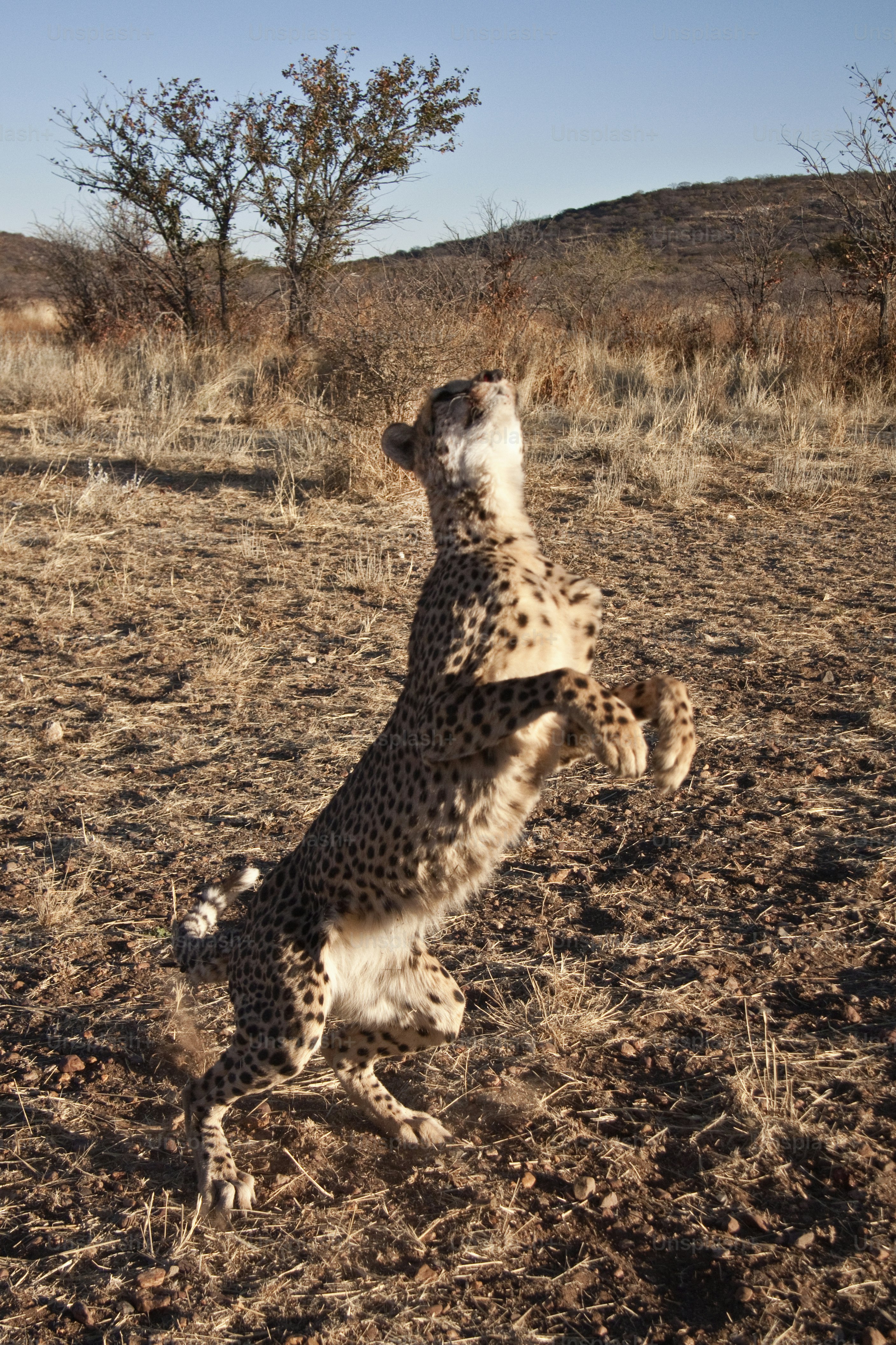 Cheetah jumping photo – Spotted Image on Unsplash