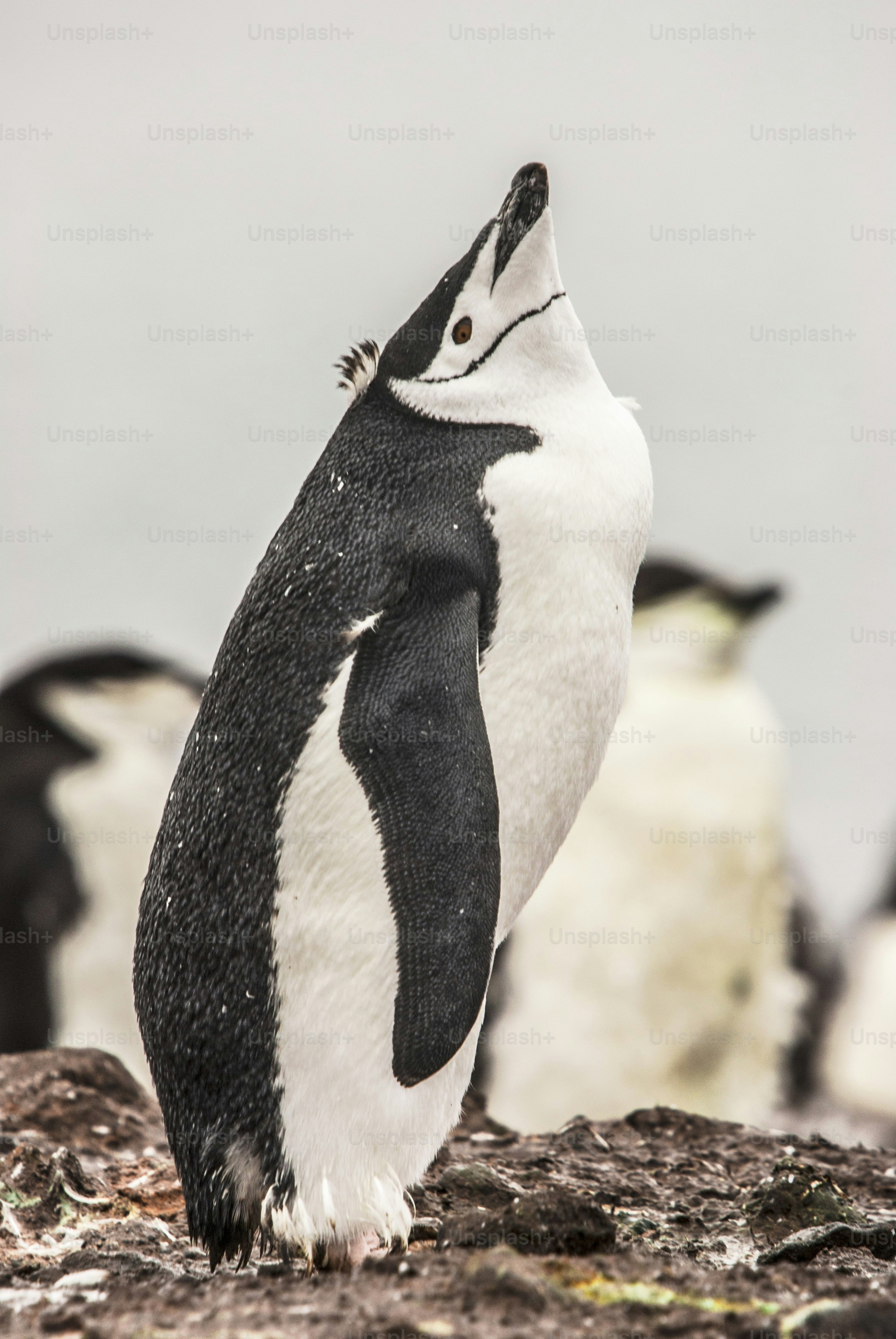 A Chinstrap penguin in Antarctica, photo – Pectoral fin Image on Unsplash