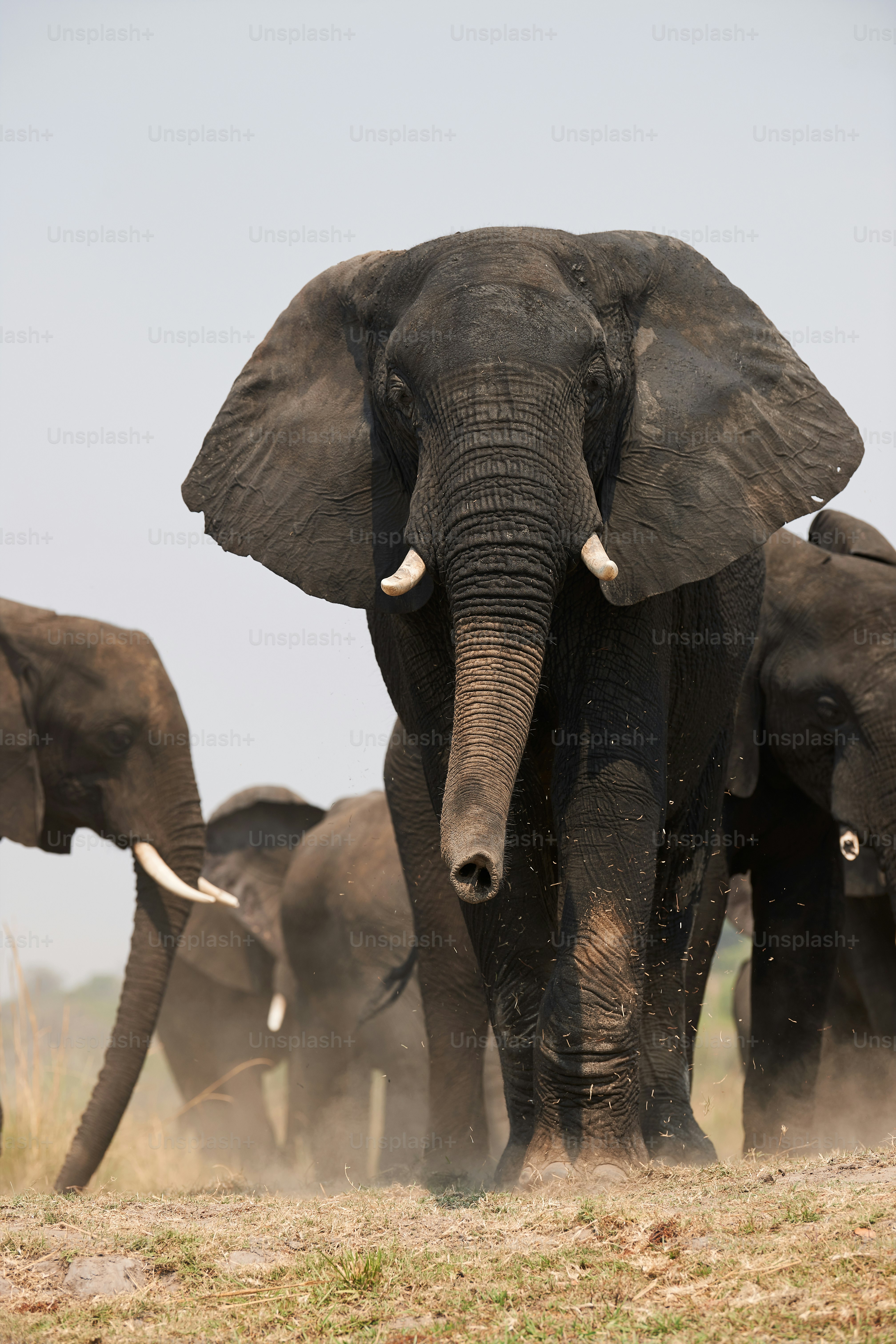 In Botswana, during the dry season, a herd of majestic elephants ...