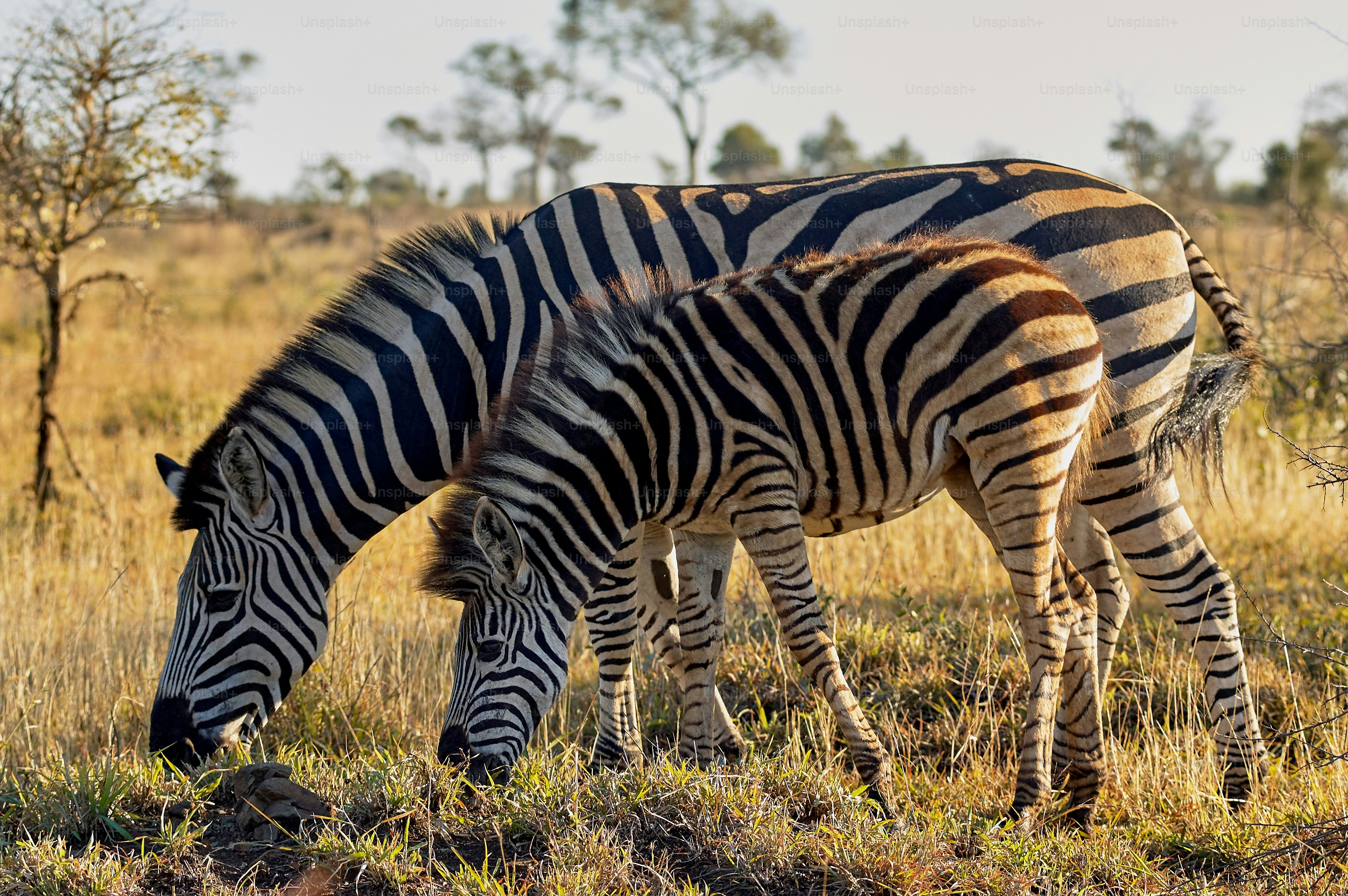 Two zebras, mother and cub peaceful eat grass of savannah photo ...