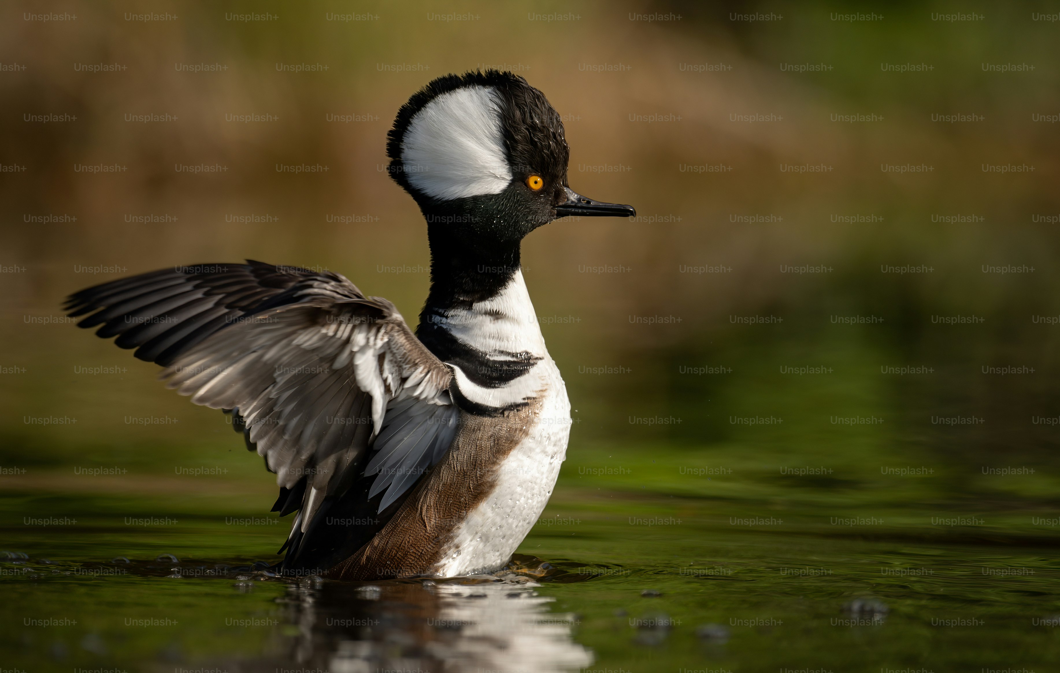 Foto Un retrato de sirena con capucha de dragón – Pájaro Imagen en Unsplash