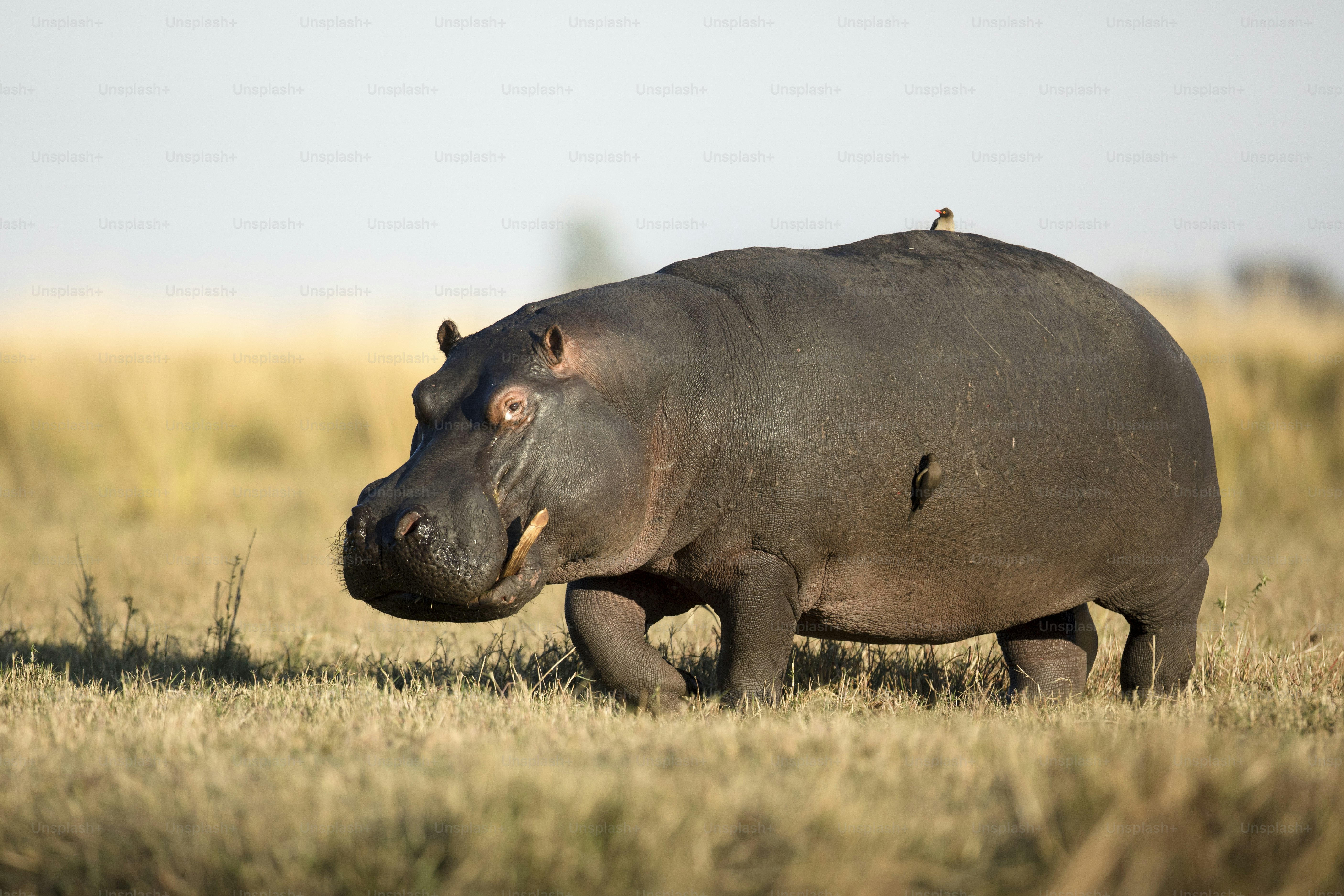 1000+ Hippo Pictures | Download Free Images on Unsplash