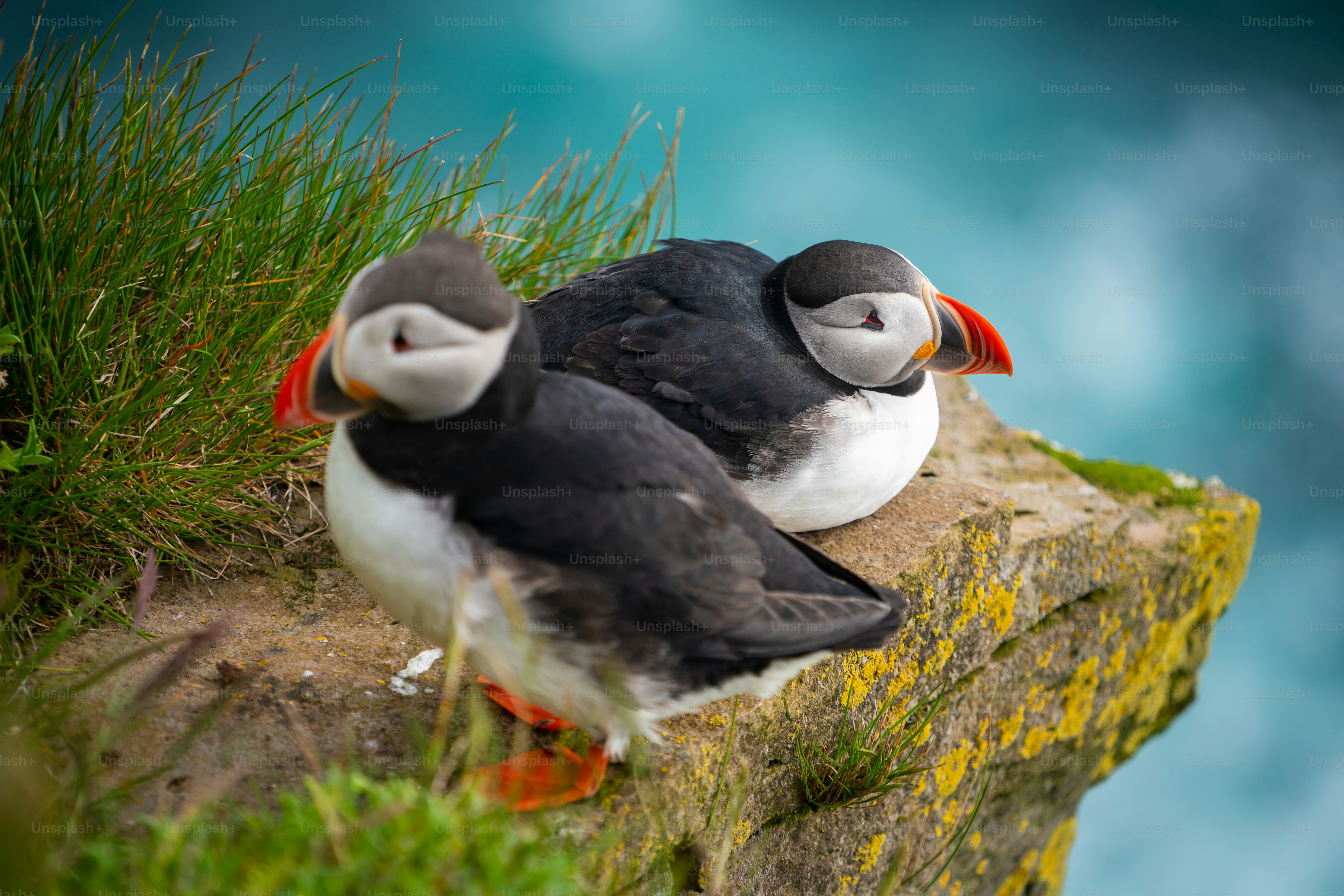 Atlantic puffin also know as common puffin is a species of seabird in ...