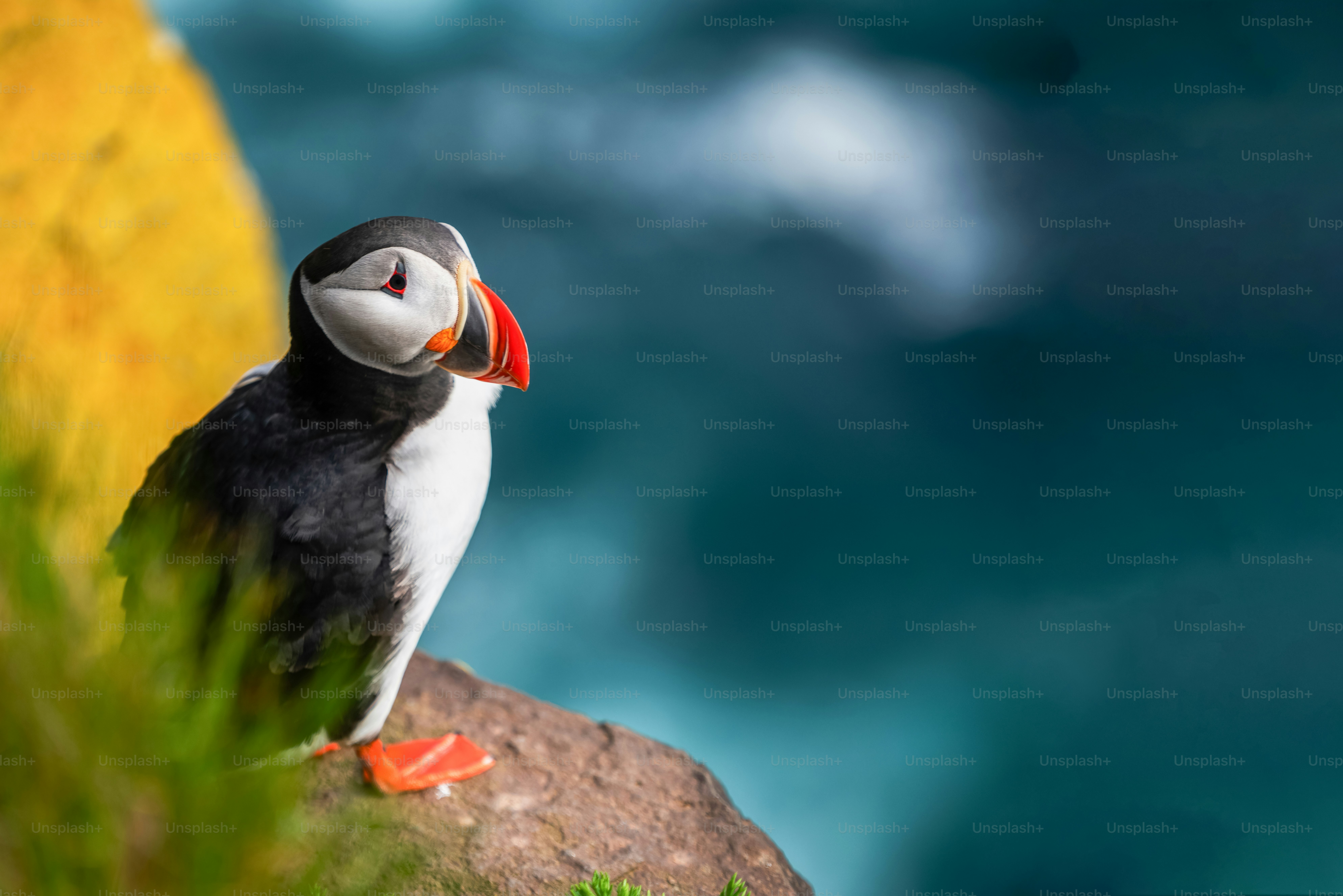 Atlantic puffin also know as common puffin is a species of seabird in ...